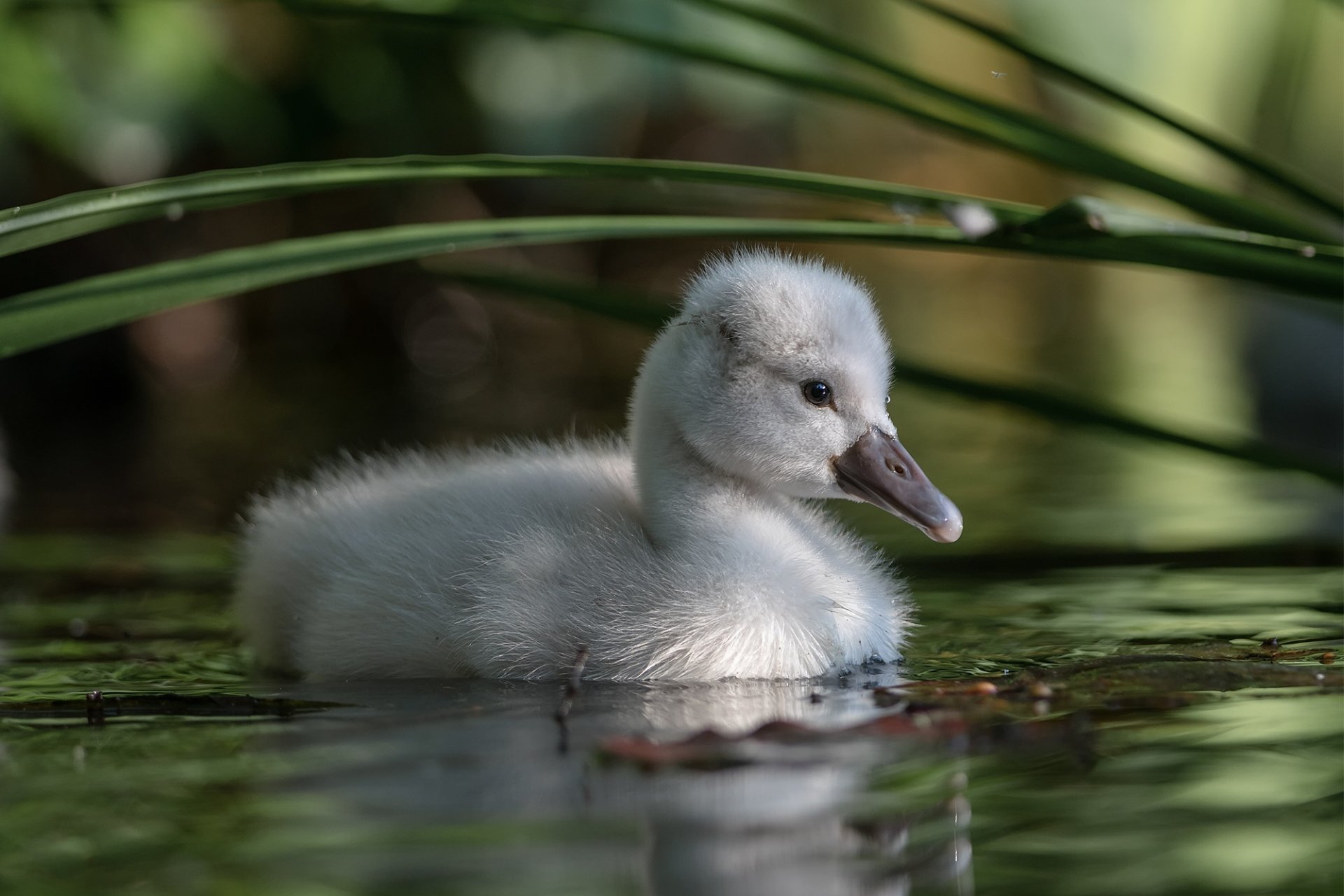 Download Baby Animal Chick Baby Bird Animal Swan HD Wallpaper ...