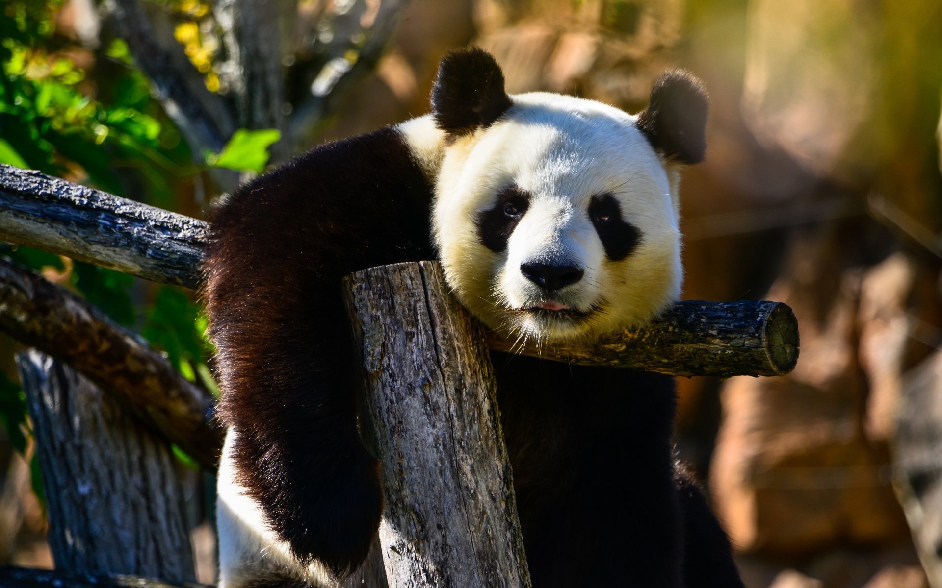 Download Animal Panda 4k Ultra HD Wallpaper
