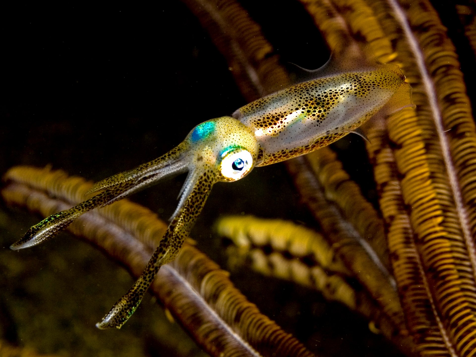 Download Animal Squid HD Wallpaper