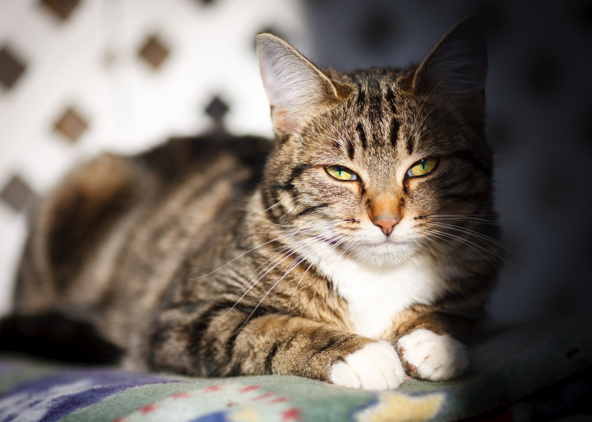 Download Stare Animal Cat HD Wallpaper | 3629x2592 | Wallpaper Abyss