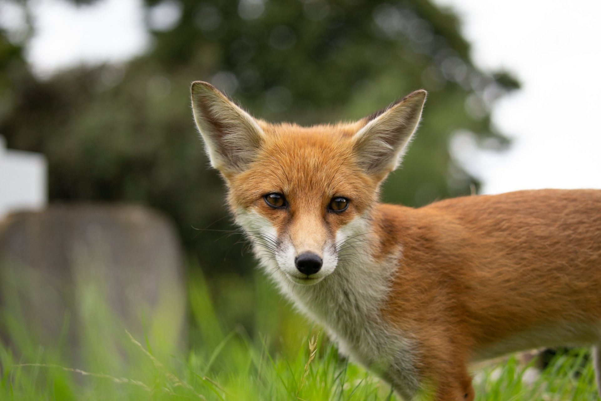 Download Animal Fox HD Wallpaper
