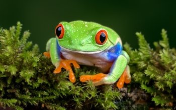 Red Eyed Tree Frog Pfp