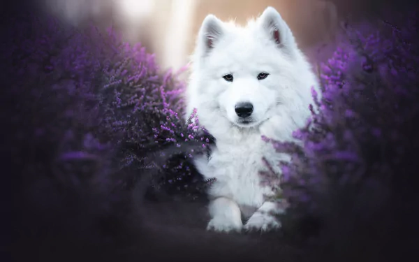 Download Heather Lüneburg Heath Flower Nature Path HD Wallpaper