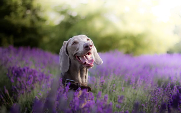 Weimaraner 4k Wallpapers and Backgrounds