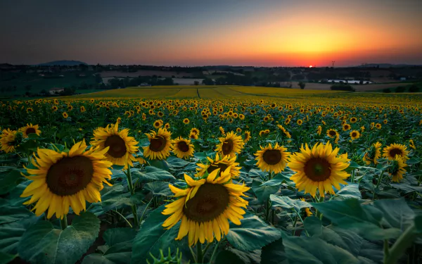 [10+] Summer 8k Wallpapers