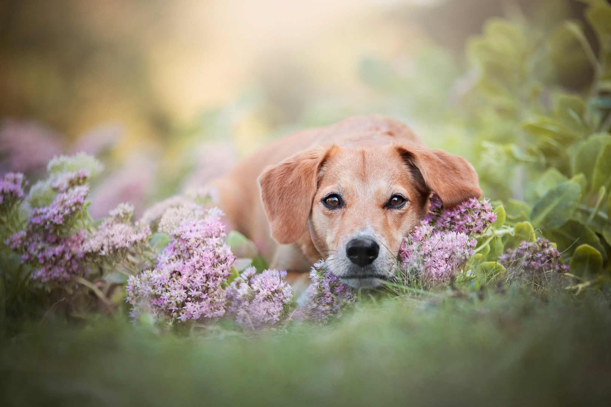 Download Flower Animal Dog HD Wallpaper