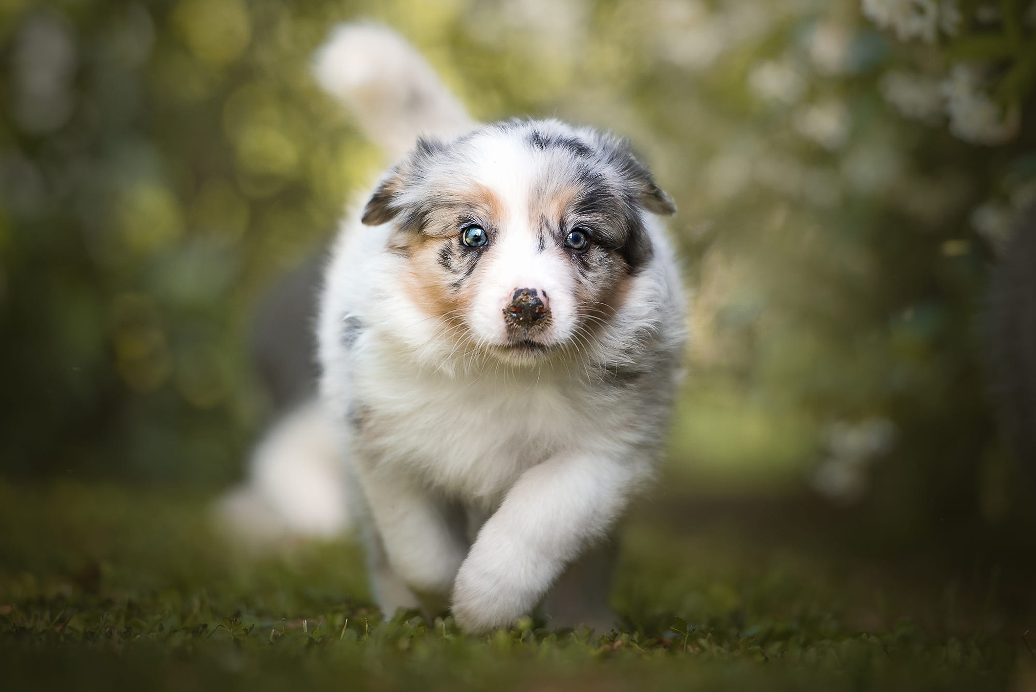 Mini Aussie Wallpaper