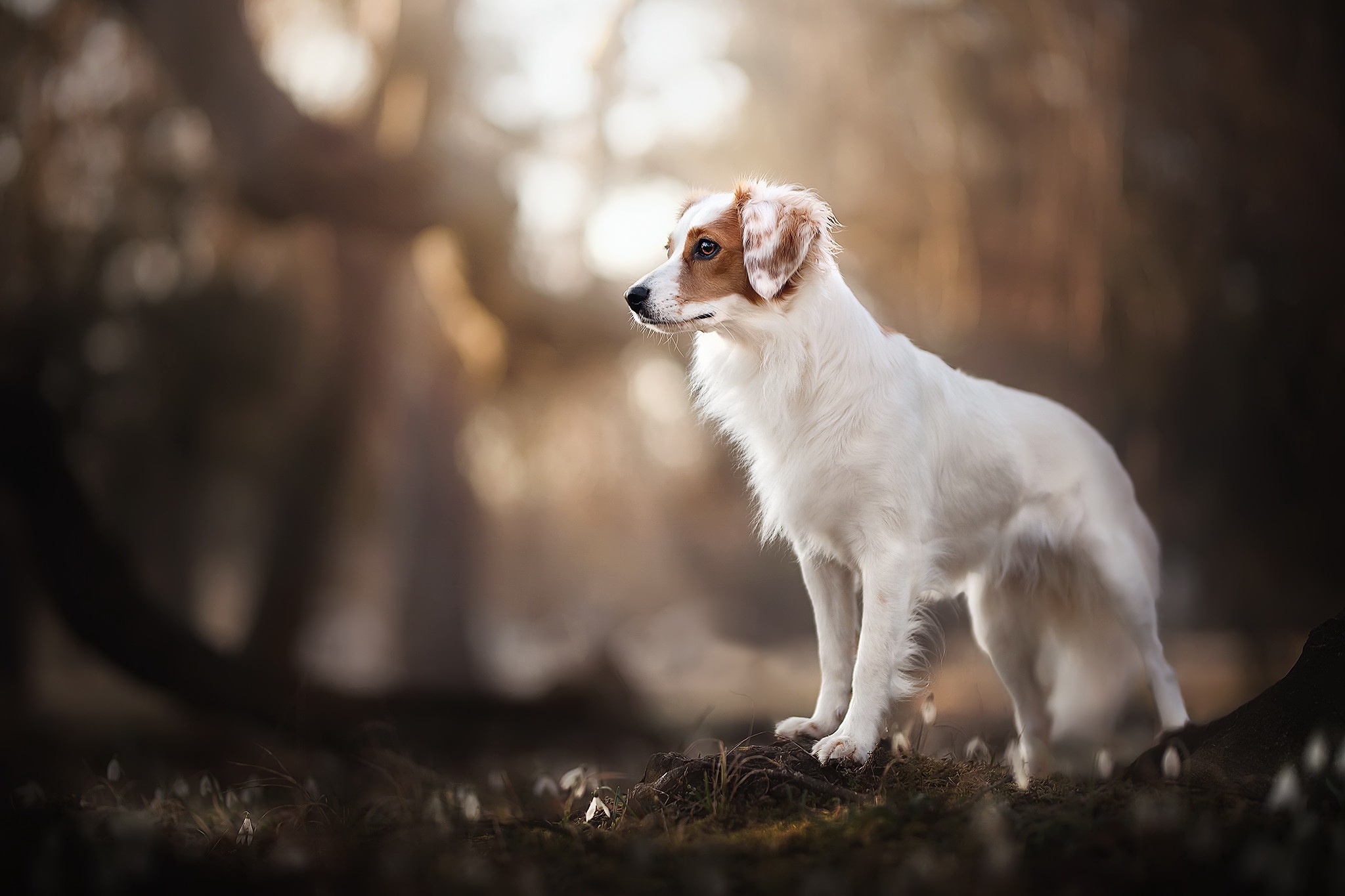 Download Depth Of Field Animal Dog HD Wallpaper