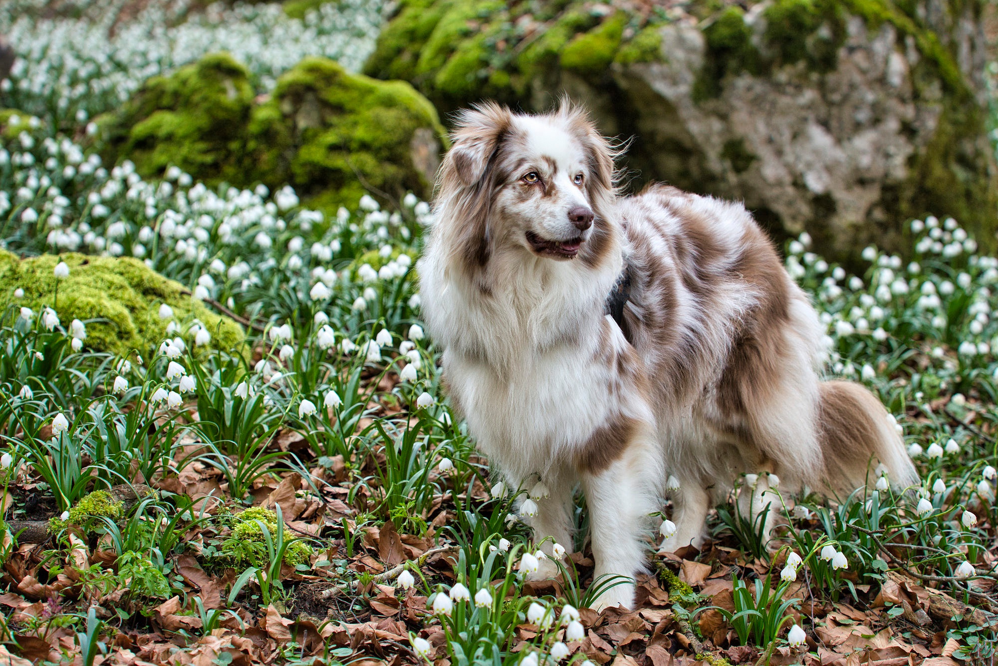 Download Snowdrop Spring Dog Animal Australian Shepherd HD Wallpaper