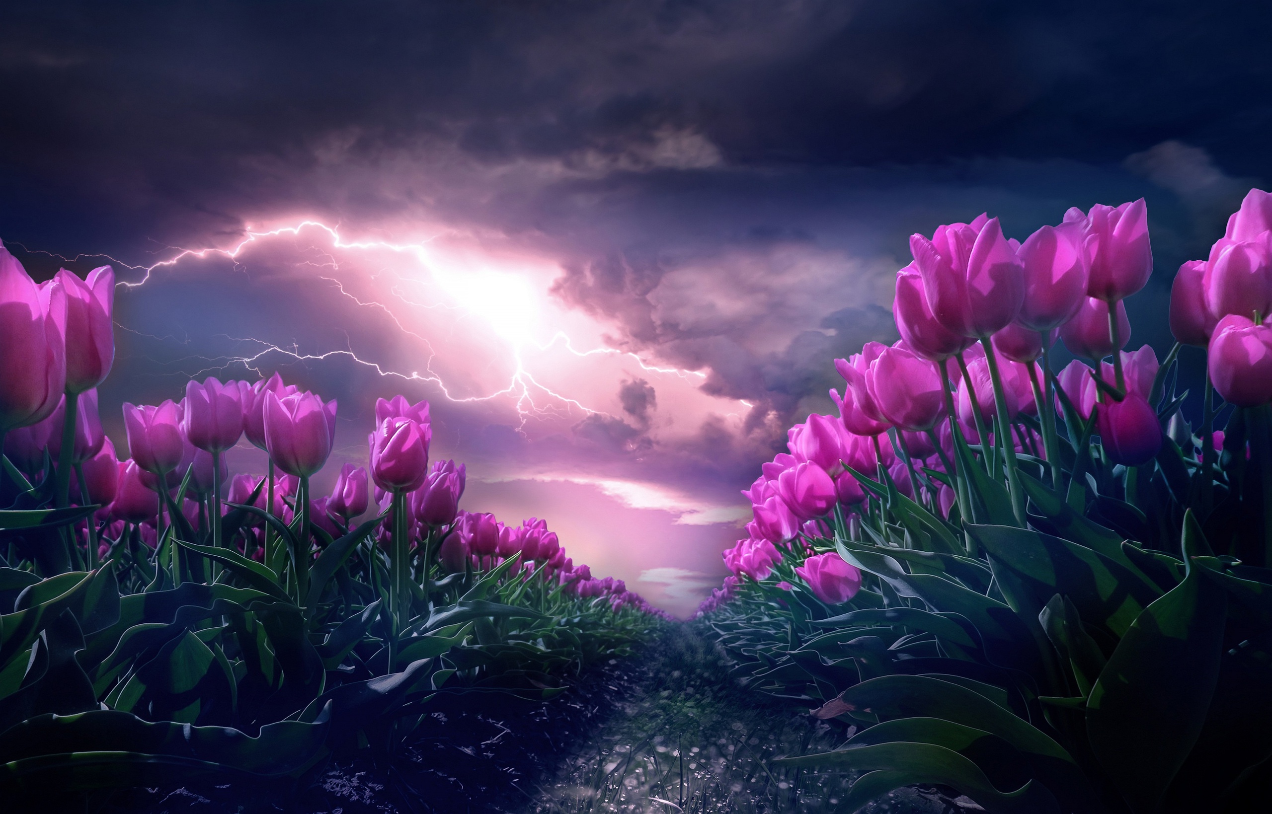 Download Lightning Nature Cloud Summer Pink Flower Flower Tulip HD ...