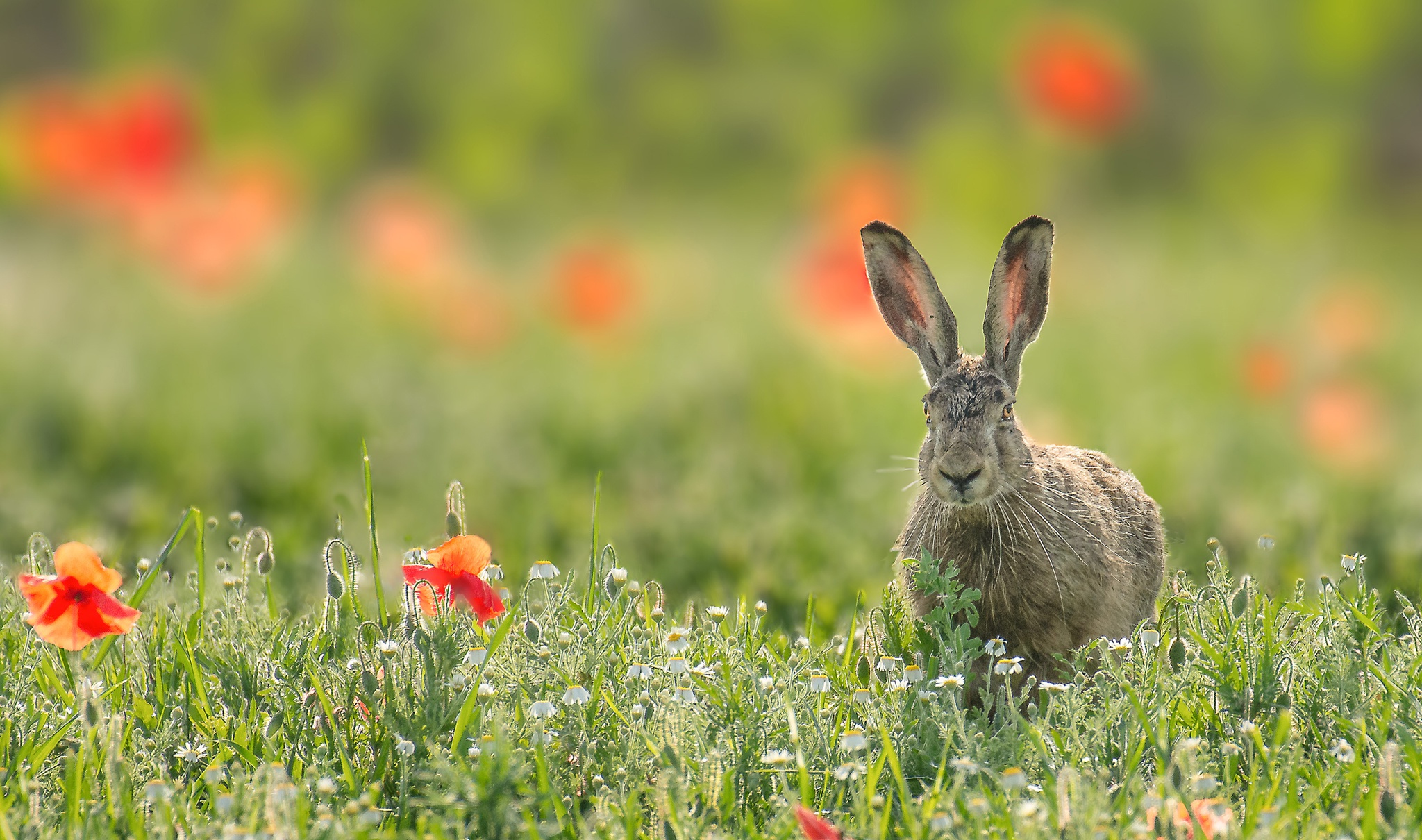 Download Red Flower Poppy Flower Animal Hare HD Wallpaper