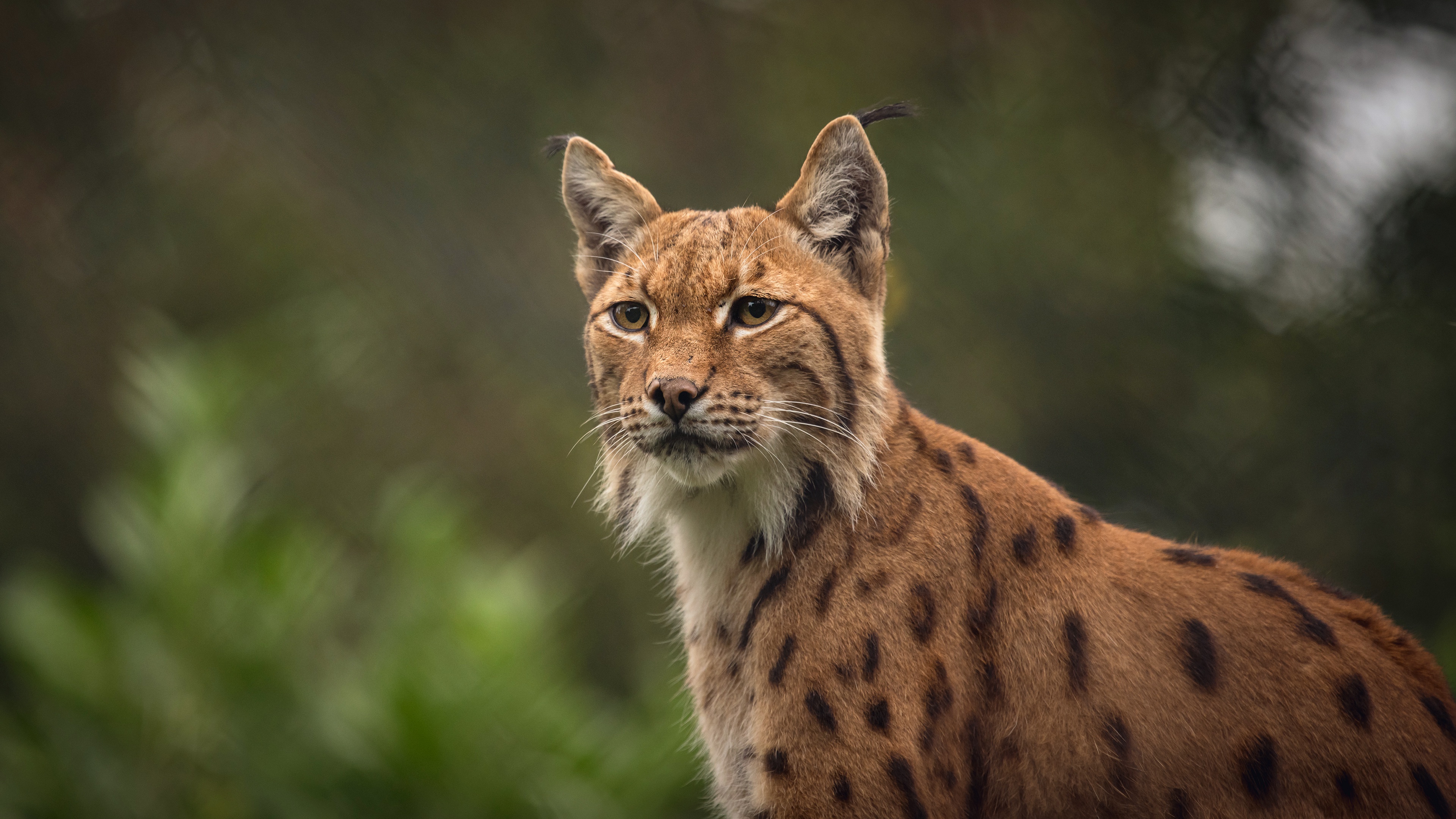 Download Animal Lynx 4k Ultra HD Wallpaper