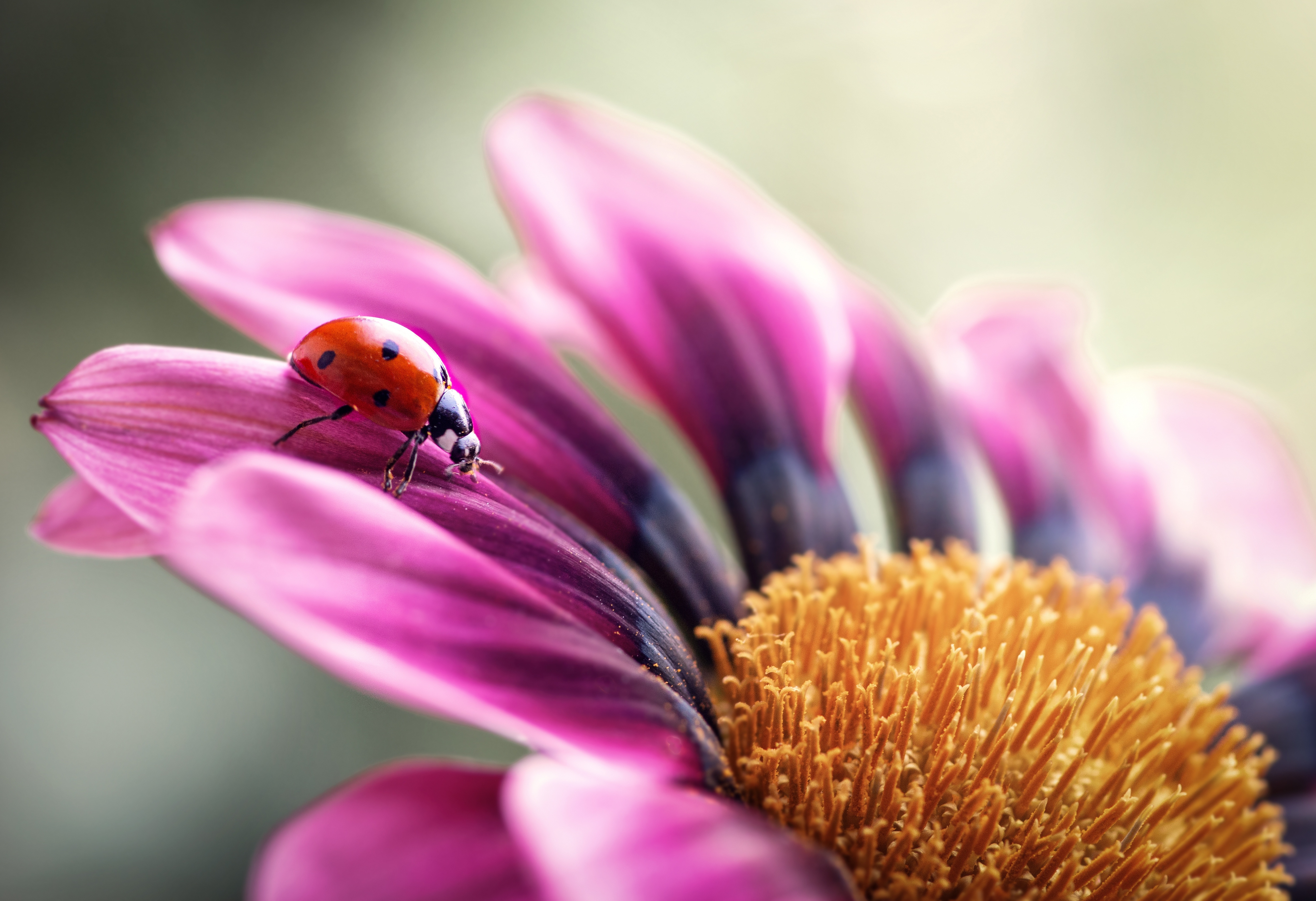 Download Insect Macro Flower Animal Ladybug 4k Ultra HD Wallpaper