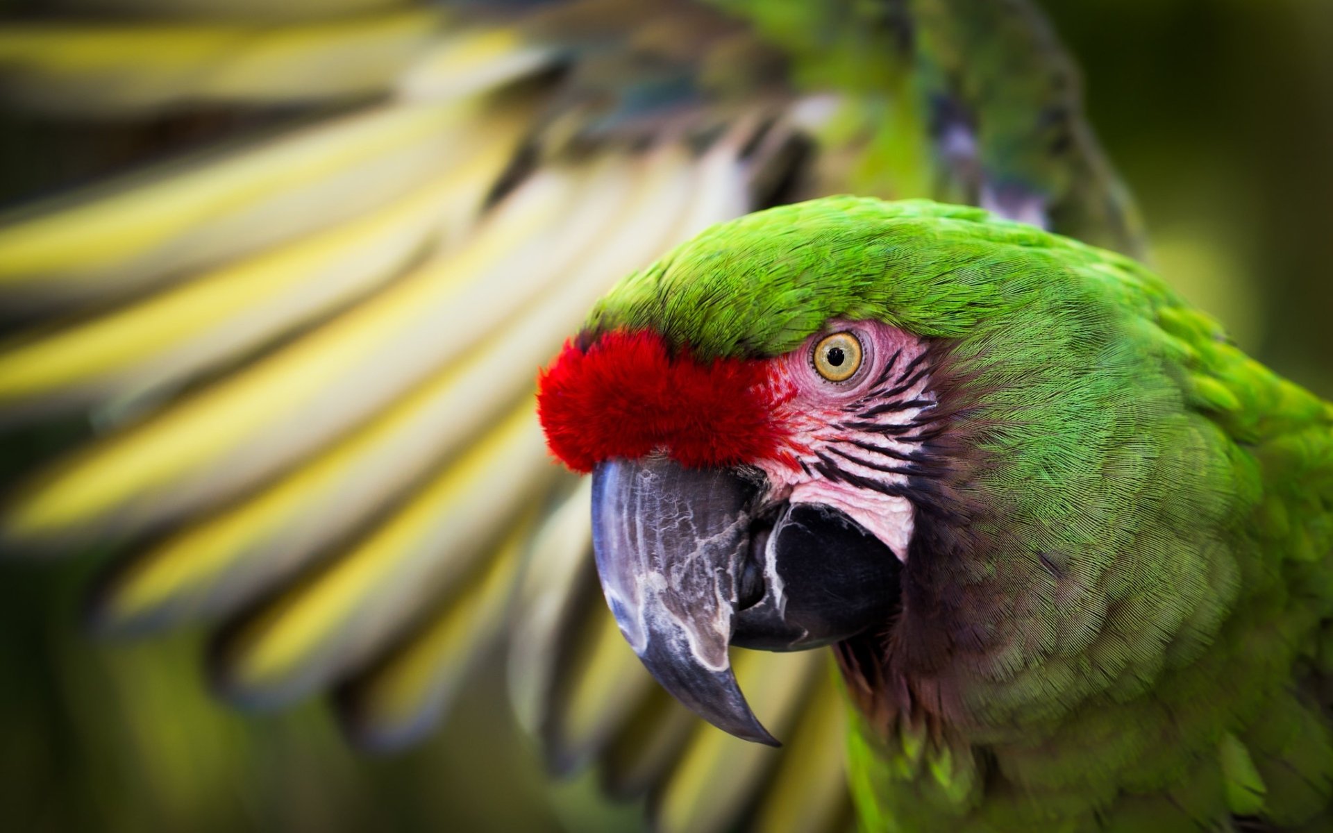 Download Parrot Bird Animal Military Macaw HD Wallpaper