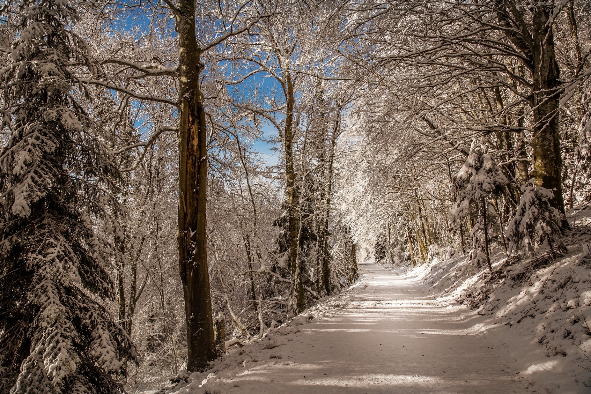 Download Forest Road Snow Nature Winter HD Wallpaper