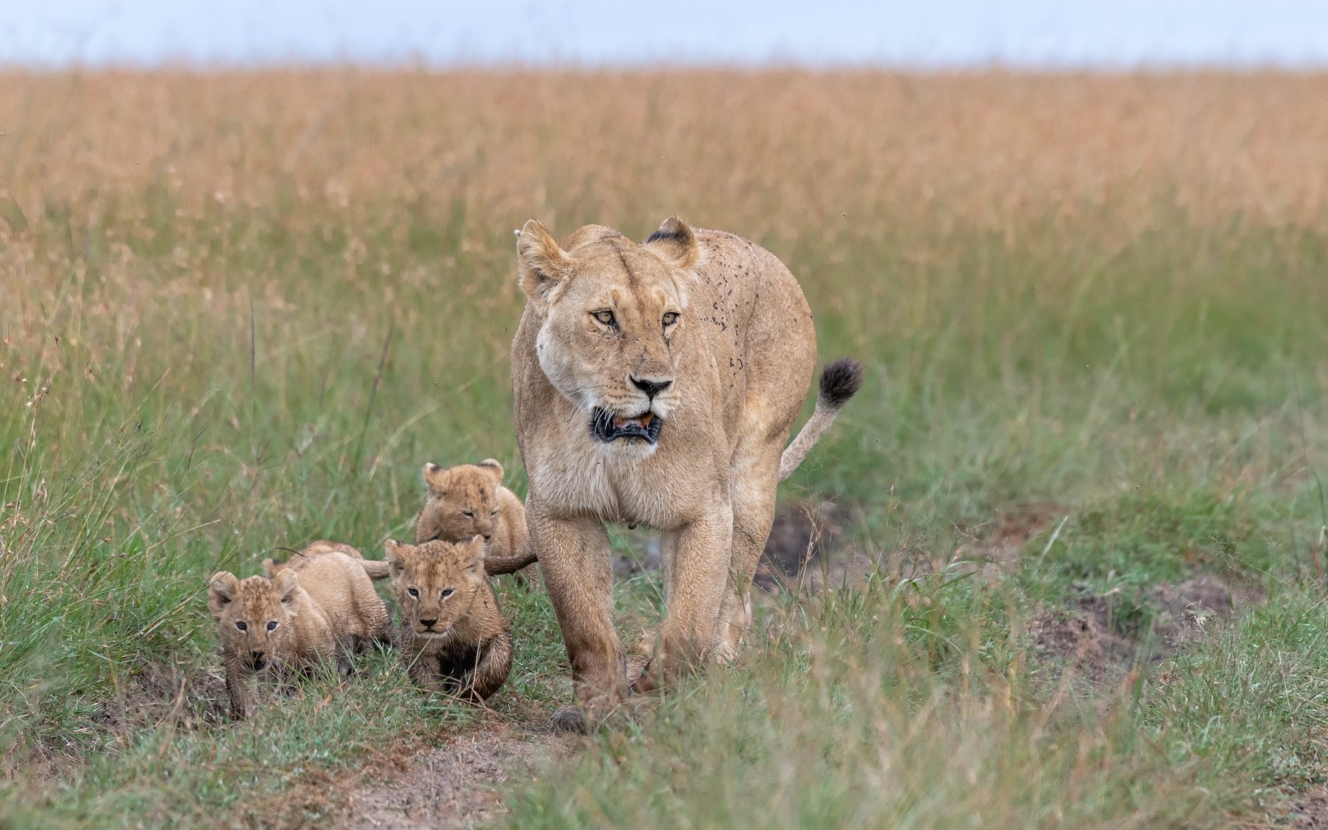Majestic Lioness and Playful Cubs | 4K Ultra HD Wildlife Wallpaper