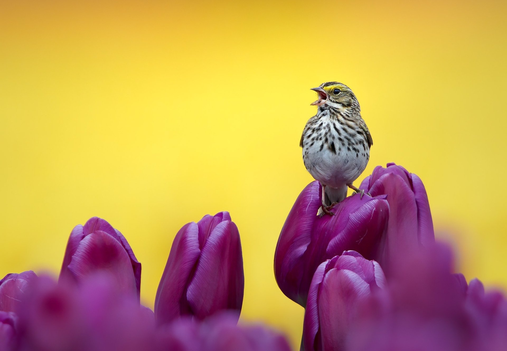 Download Passerine Purple Flower Tulip Bird Animal Sparrow HD Wallpaper