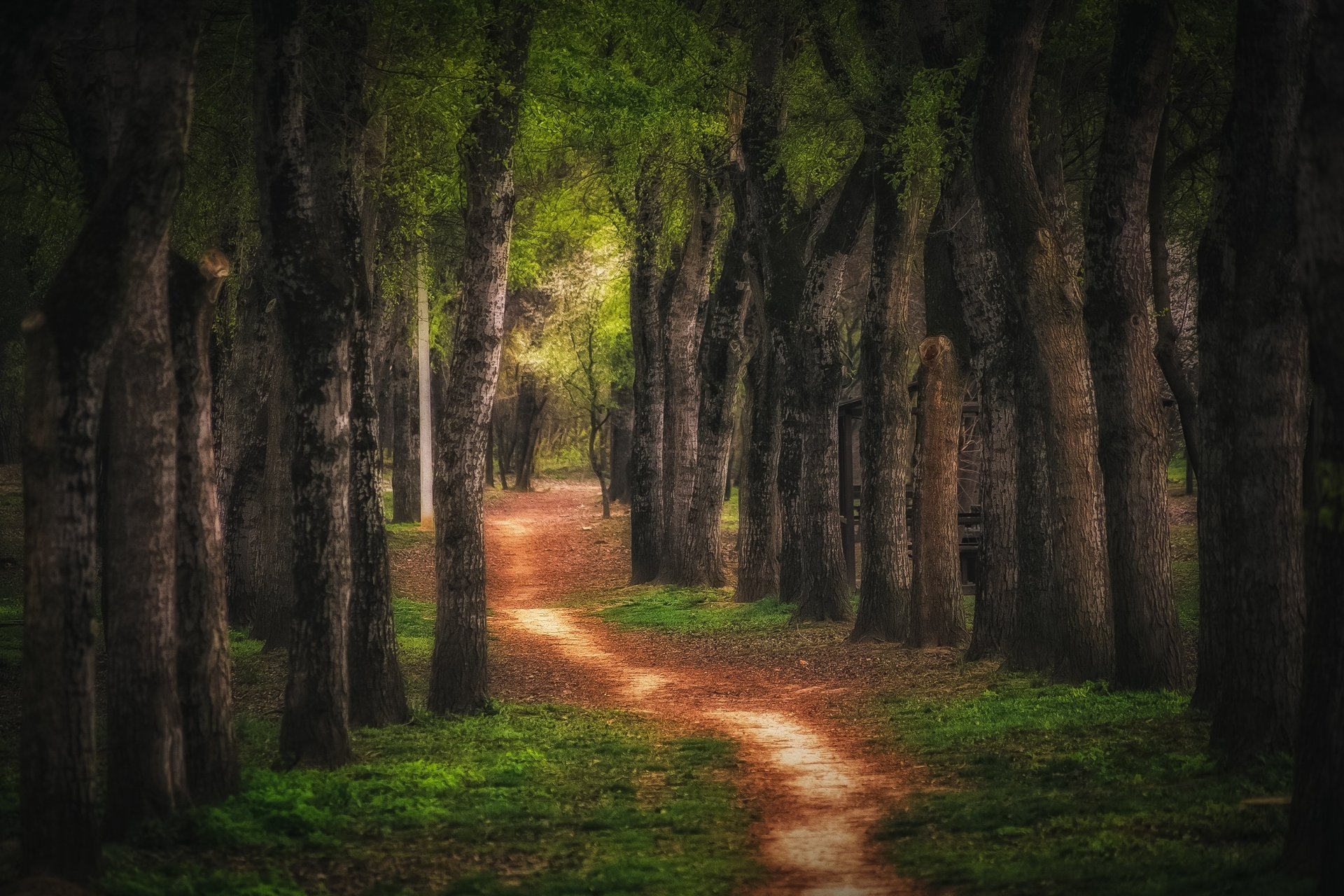 Download Forest Nature Path HD Wallpaper