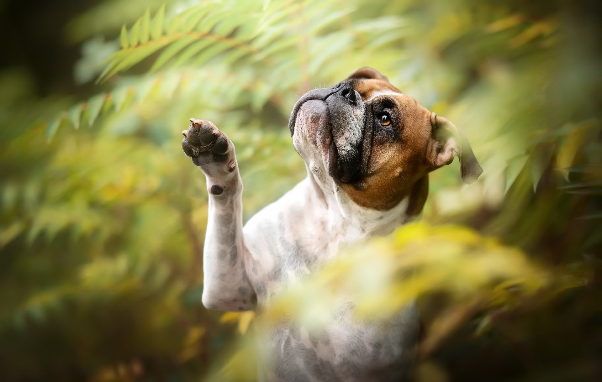 Download Dog Boxer (dog) Animal HD Wallpaper