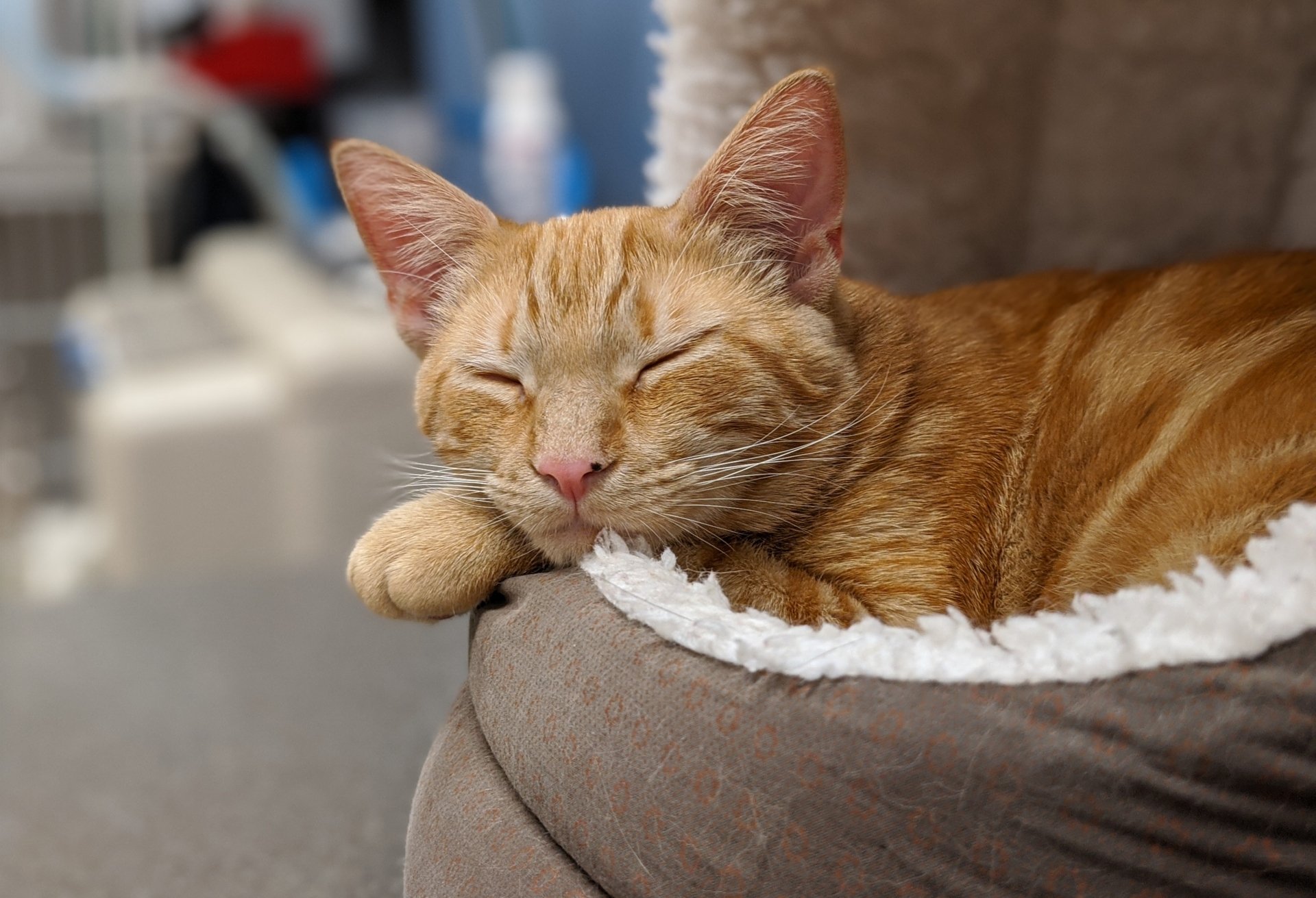 Download Sleeping Animal Cat 4k Ultra HD Wallpaper | 4032x2754 ...