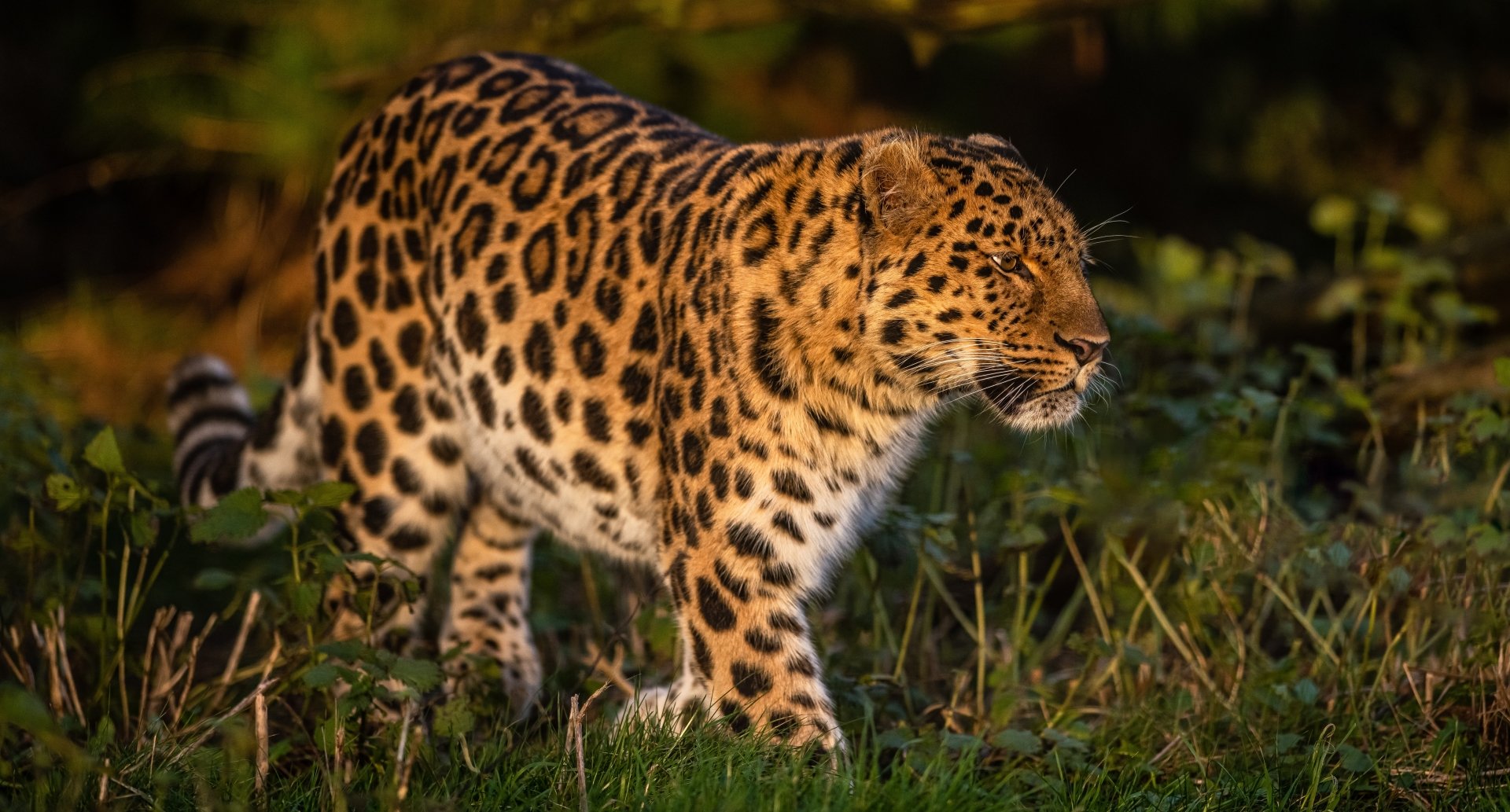 Leopard Majesty — 5K Ultra HD Wallpaper | 7361x3960 | Wallpaper Abyss