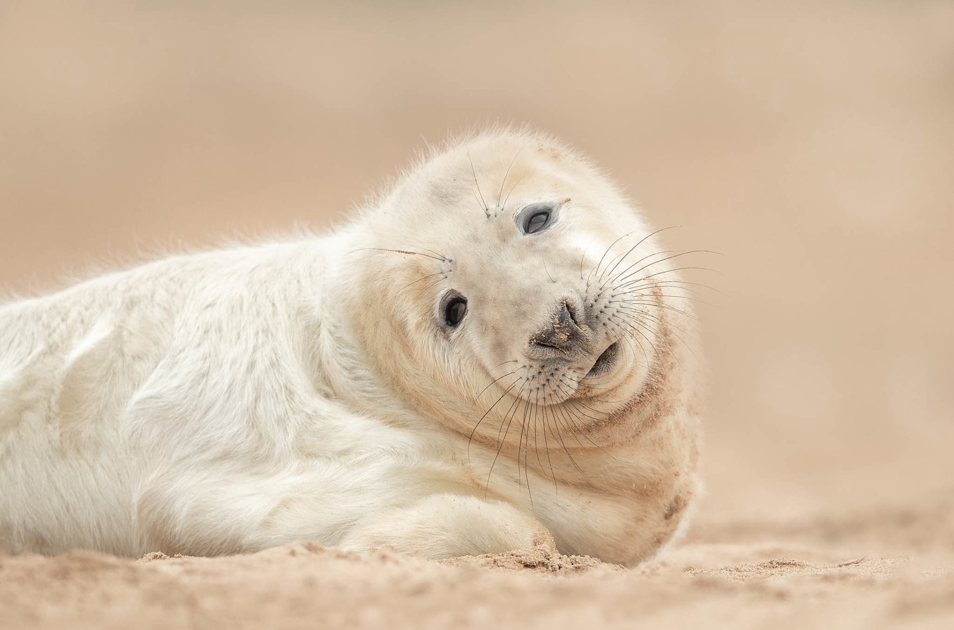 Download Cub Sand Animal Seal HD Wallpaper