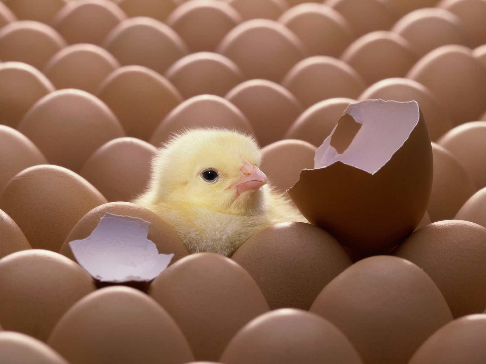 HD Wallpaper: Fresh Chick Emerges Amidst A Sea of Eggs