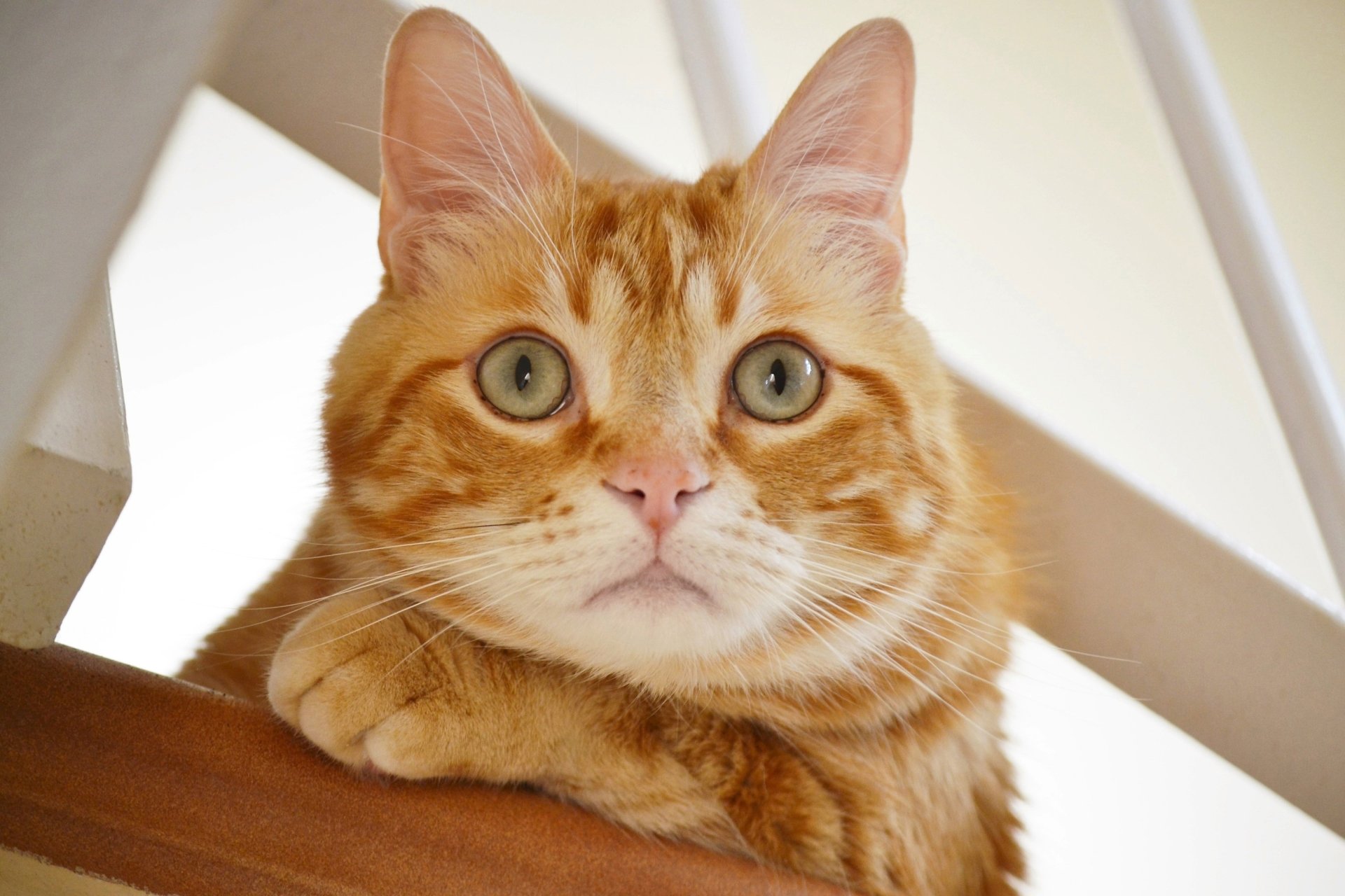 2K Quad HD: Mesmerizing Stare — Ginger Cat