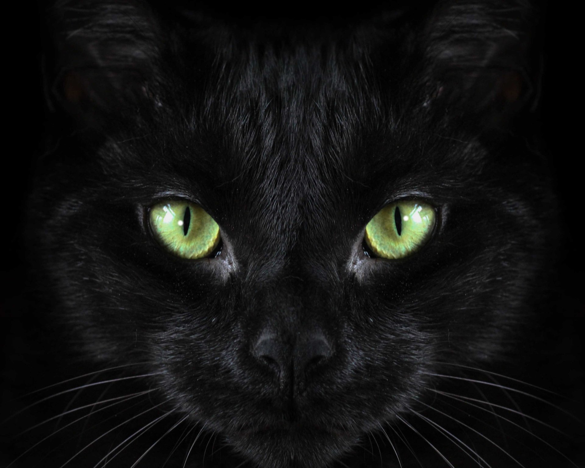 Intense Stare of a Majestic Black Cat – HD Animal Wallpaper