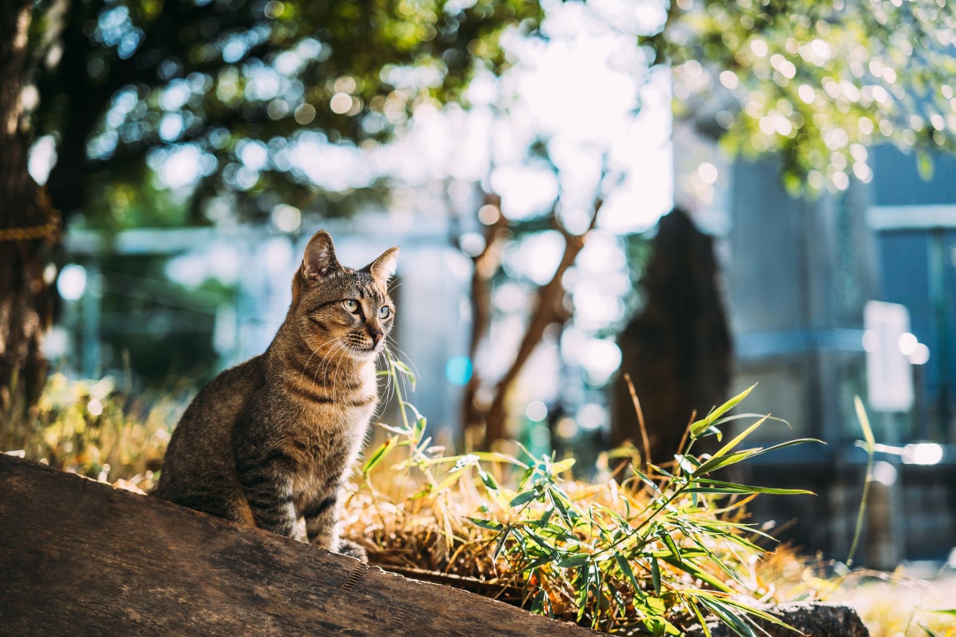 Download Depth Of Field Animal Cat HD Wallpaper