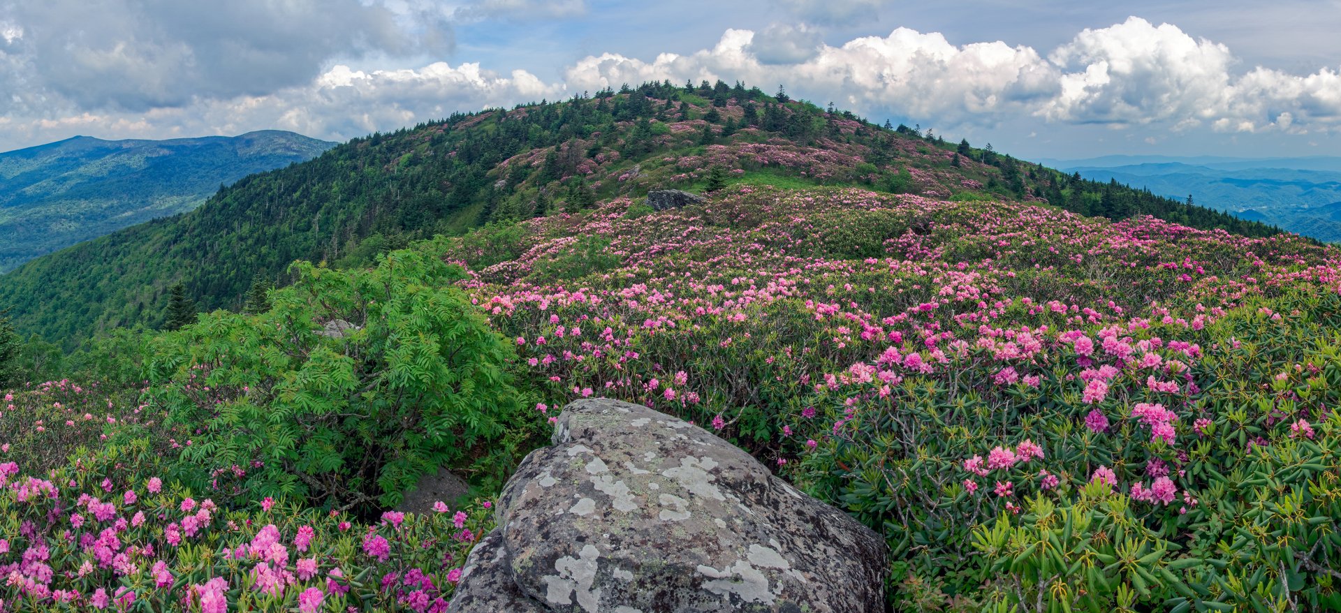 Download Spring Mountain Forest Nature Flower HD Wallpaper | 3500x1600 ...