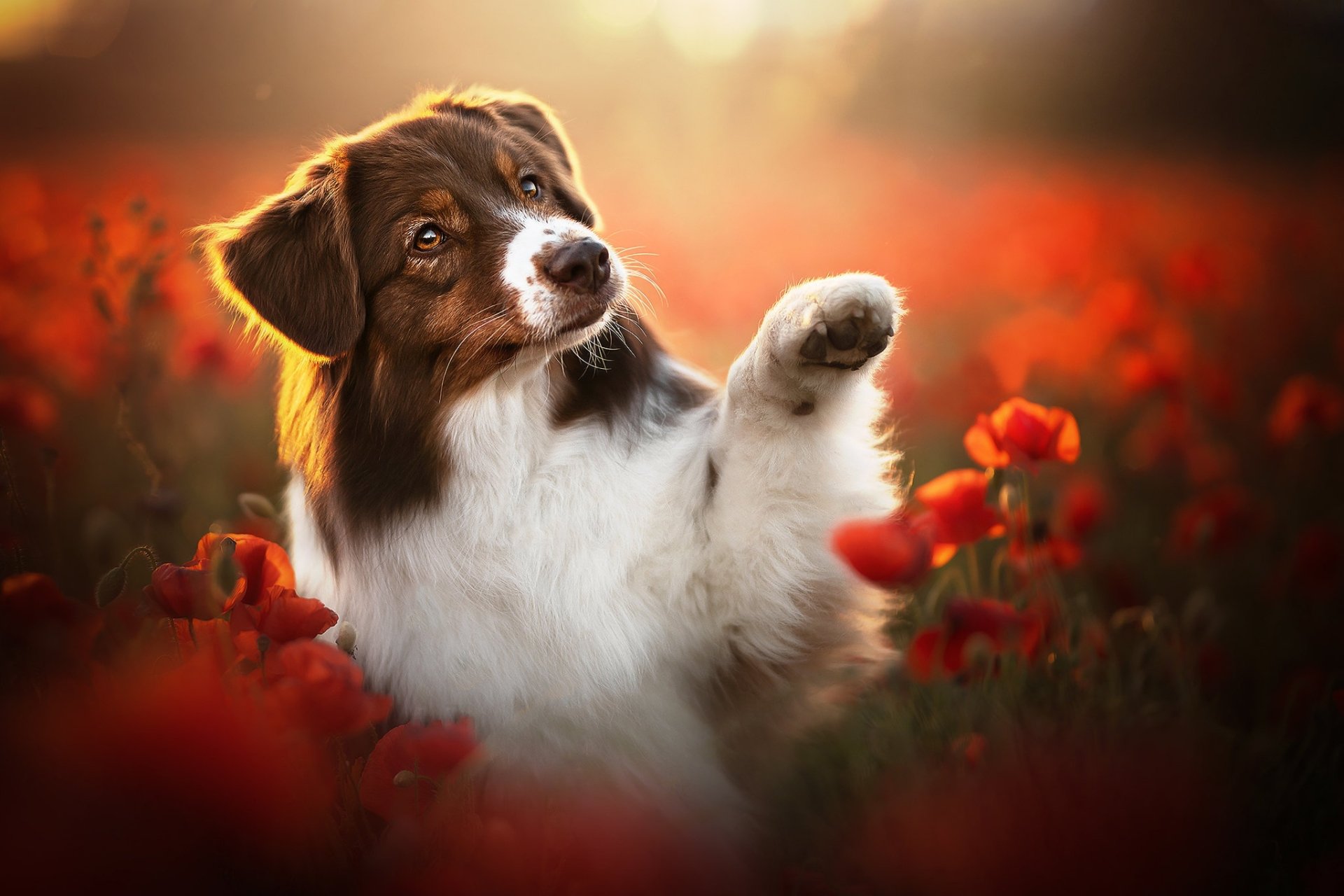 Download Red Flower Poppy Animal Dog HD Wallpaper