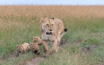 Lion Pfp