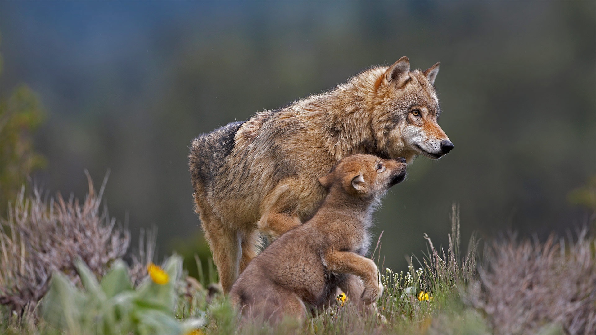 Wolf with Baby Wolf