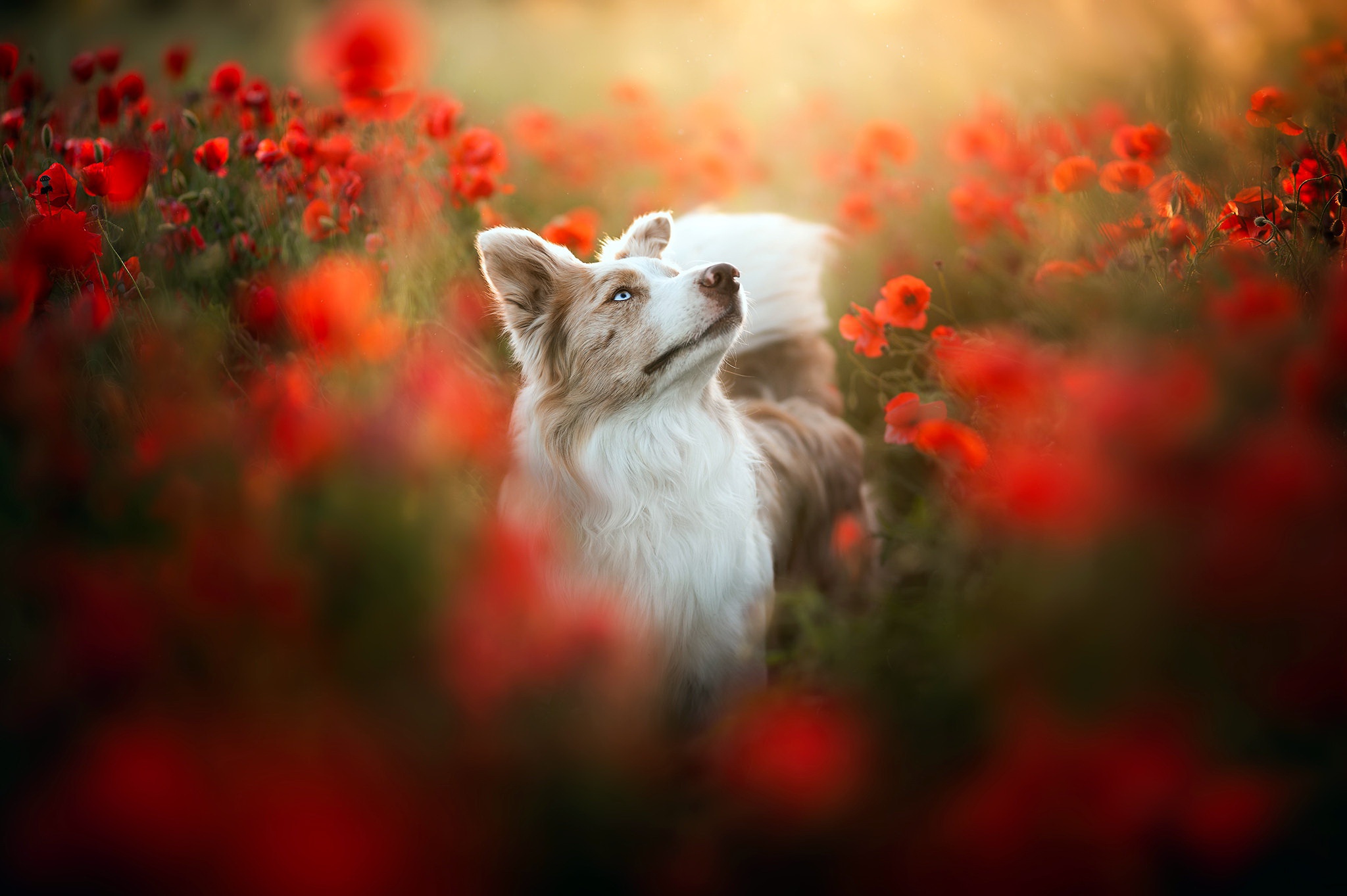 Download Poppy Red Flower Animal Dog HD Wallpaper