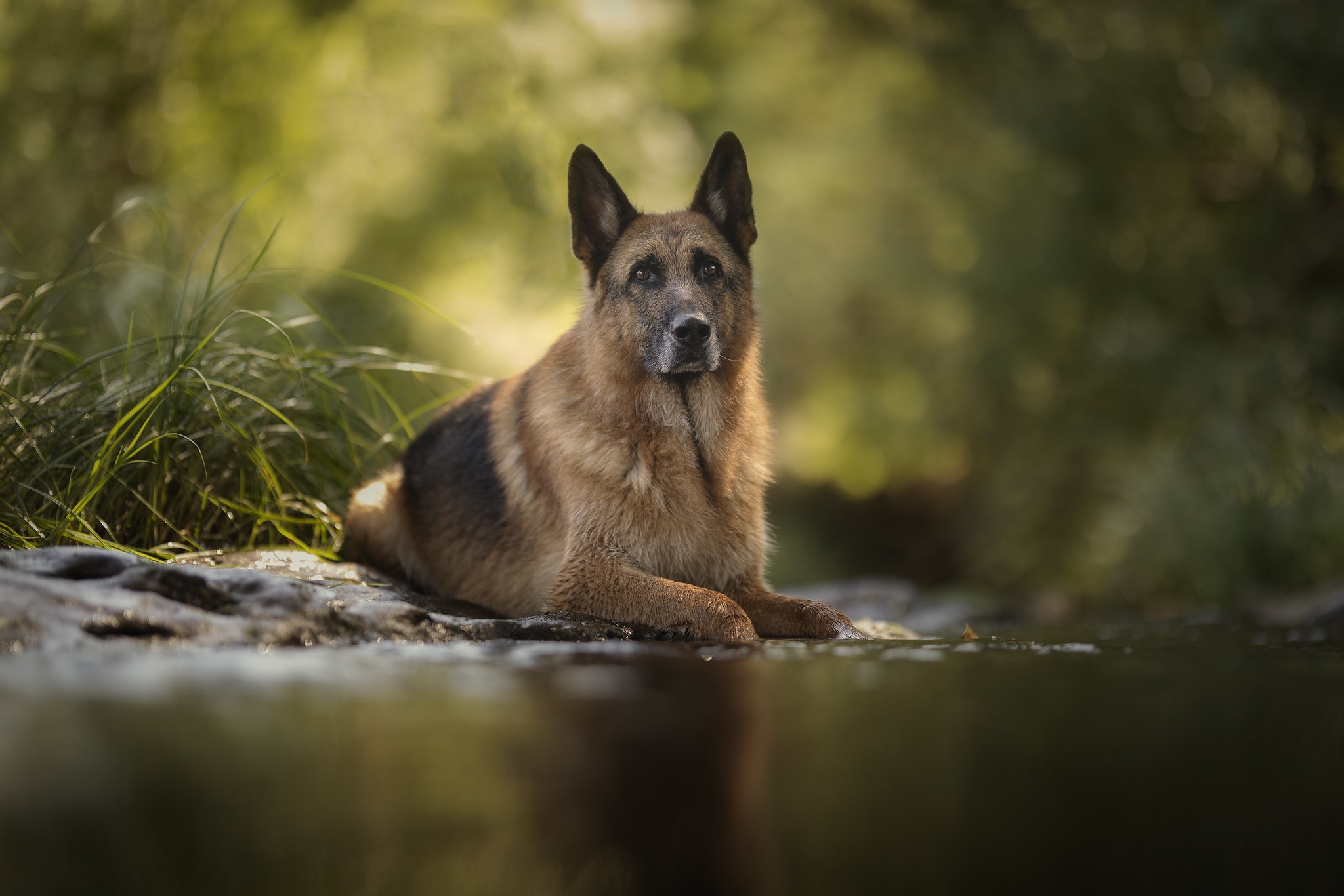 Download Depth Of Field Dog Animal German Shepherd HD Wallpaper