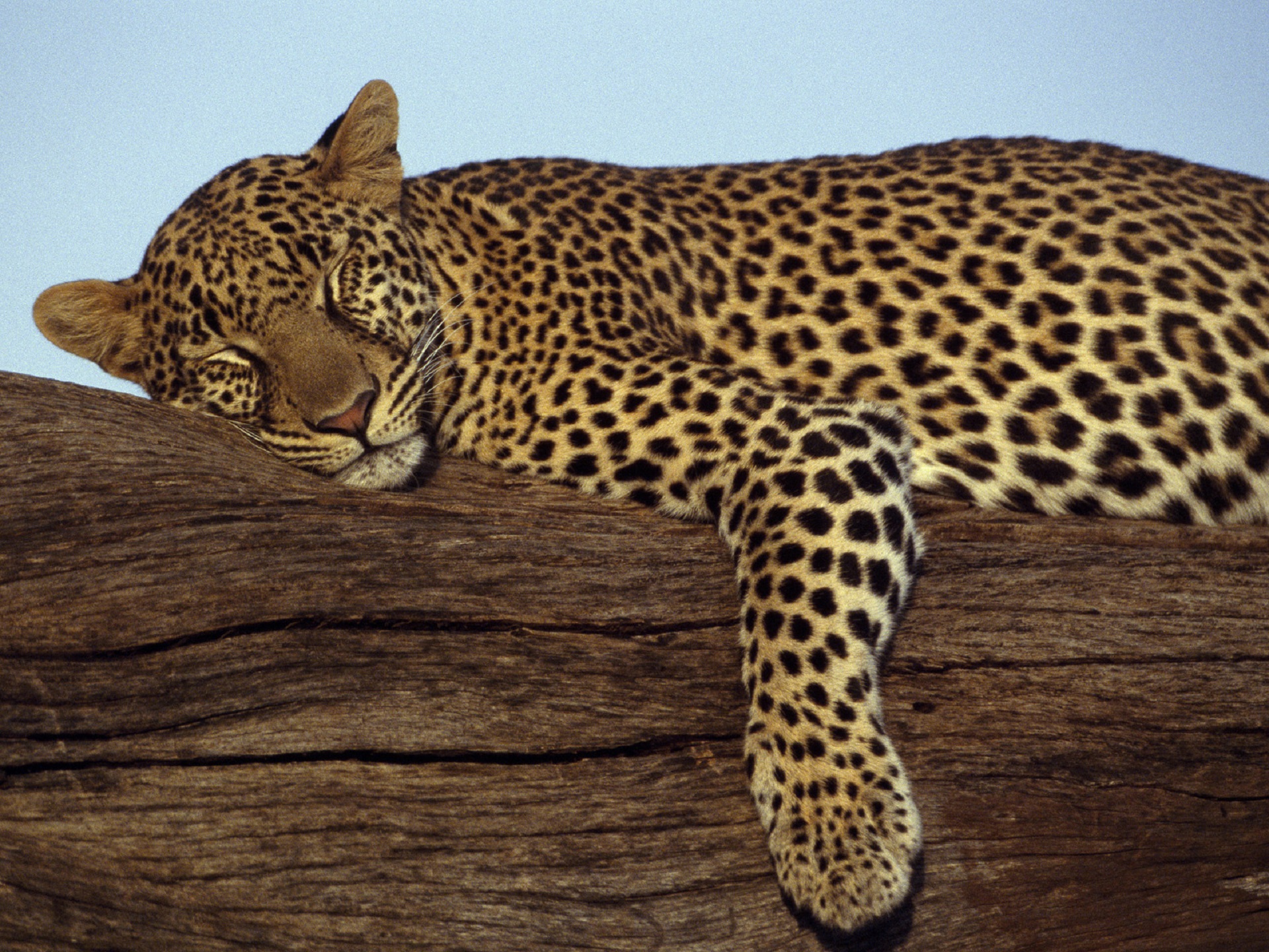 Leopard on Fallen Tree