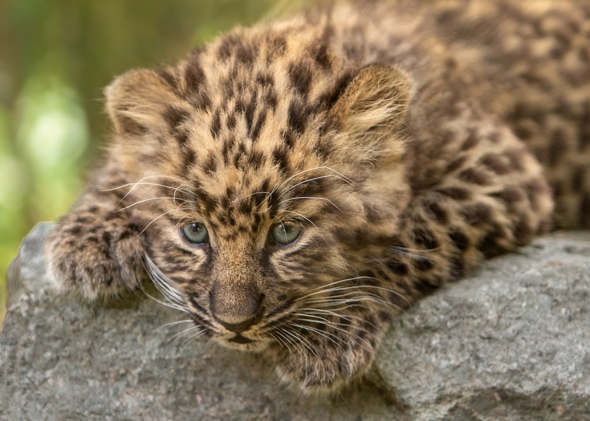 Cute Images Of Leopards