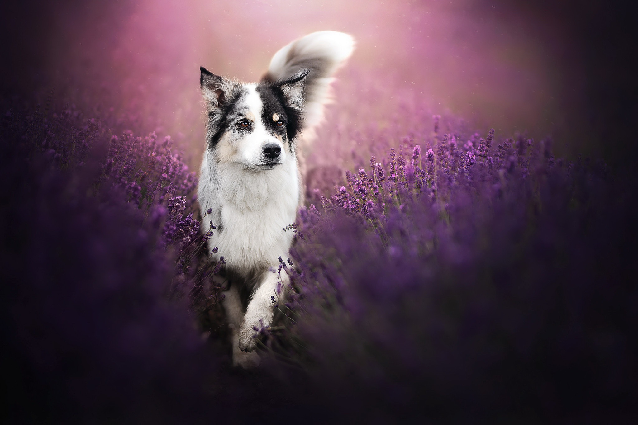 Download Purple Flower Lavender Animal Dog HD Wallpaper
