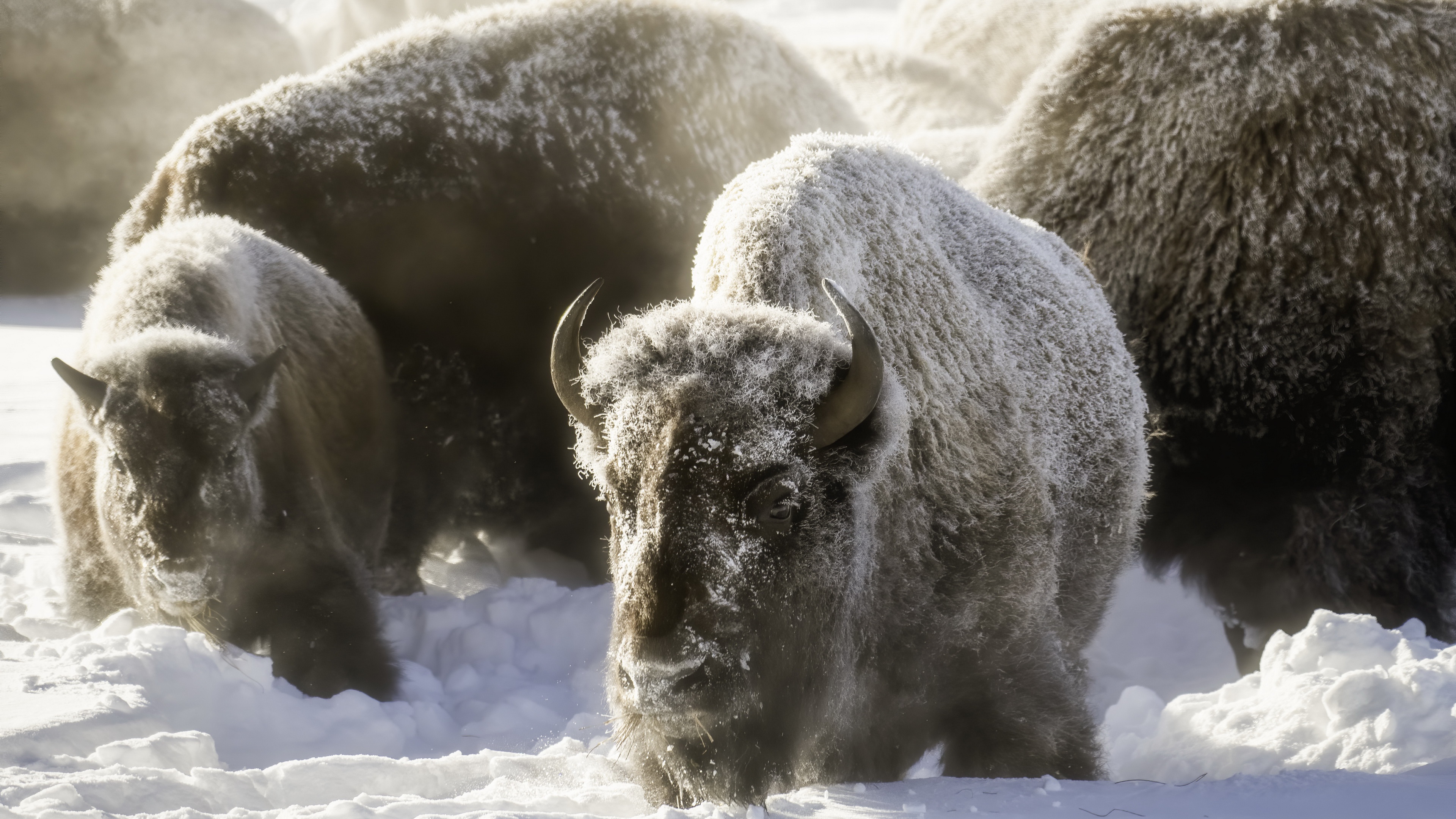 Download Snow Animal American Bison 4k Ultra HD Wallpaper