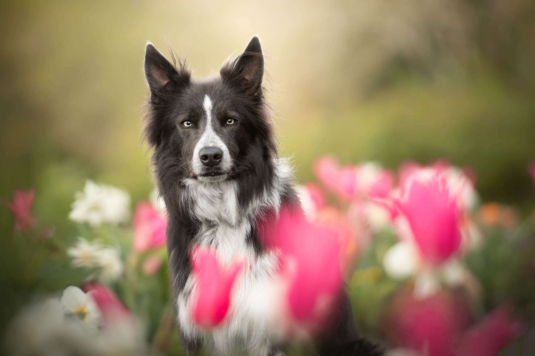 Download Flower Dog Animal Border Collie HD Wallpaper