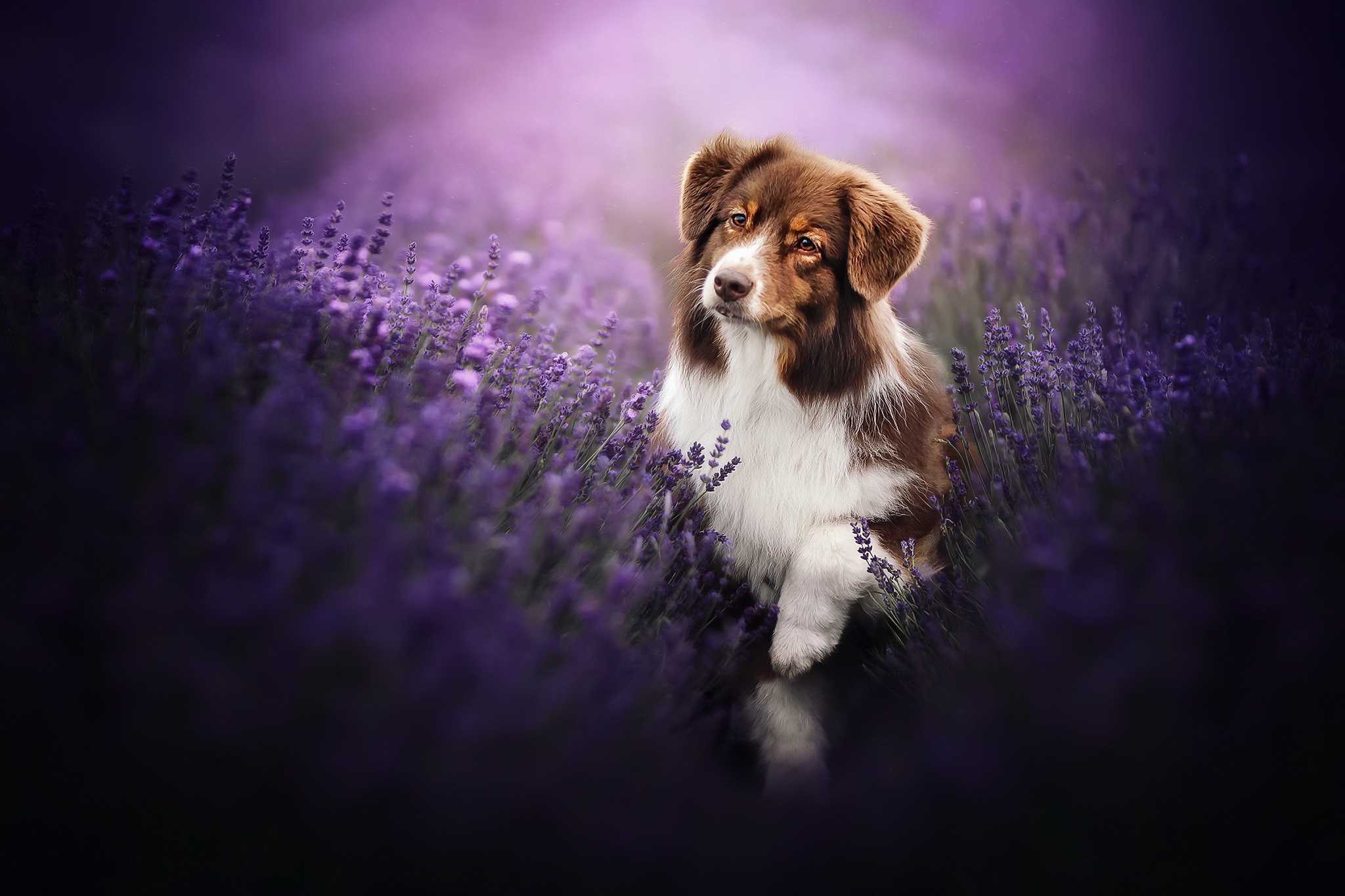 Download Purple Flower Lavender Animal Dog HD Wallpaper