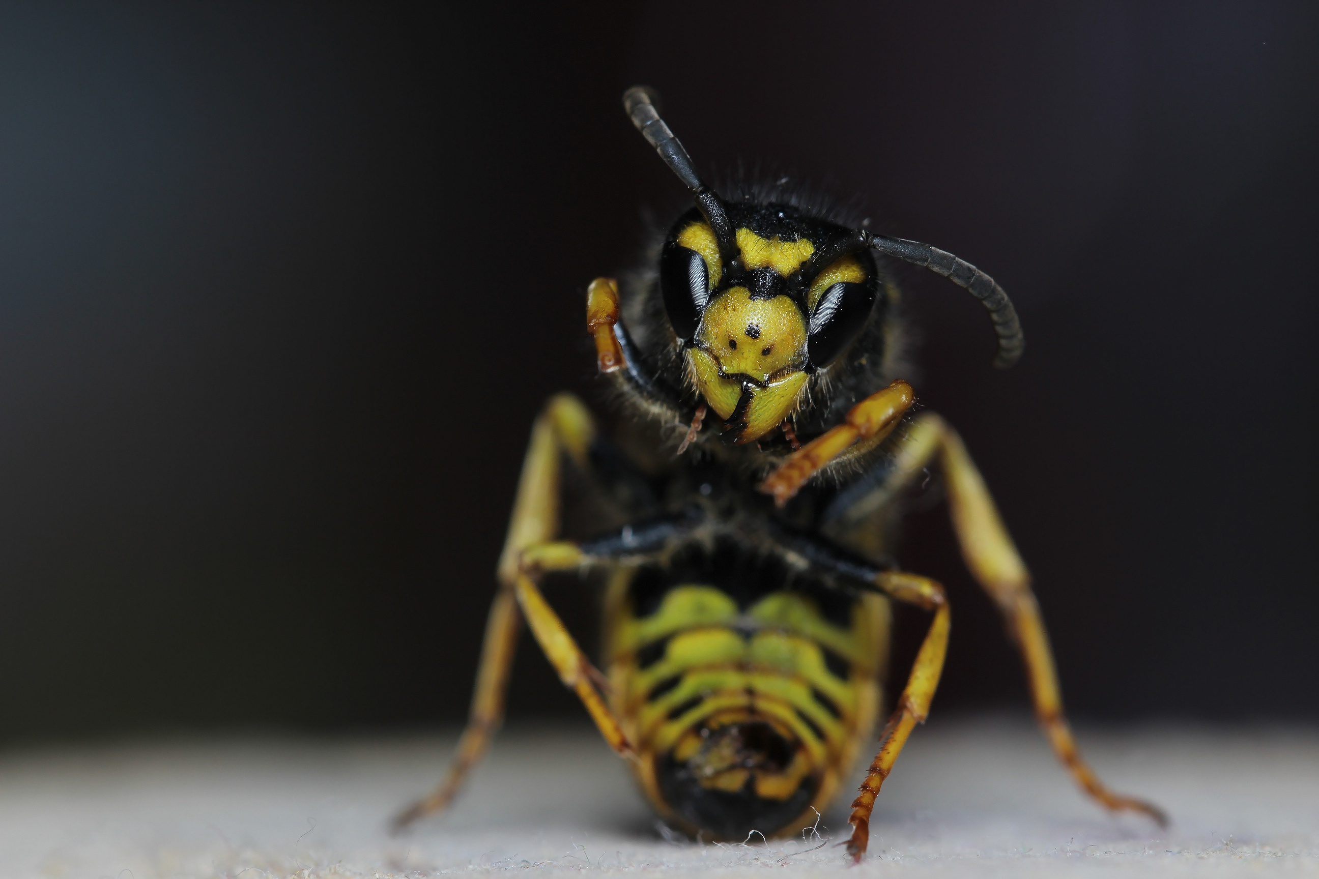 Wasp HD Wallpaper