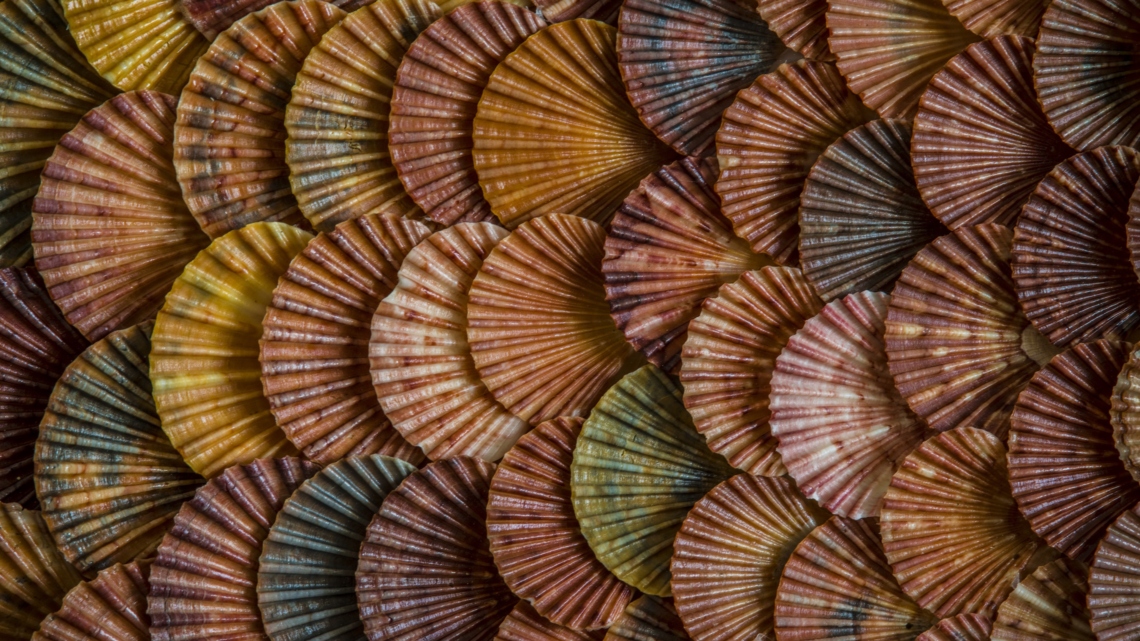 Shell Wallpapers Wallpapersin4knet Shell Wallpapers Wallpaper Cave