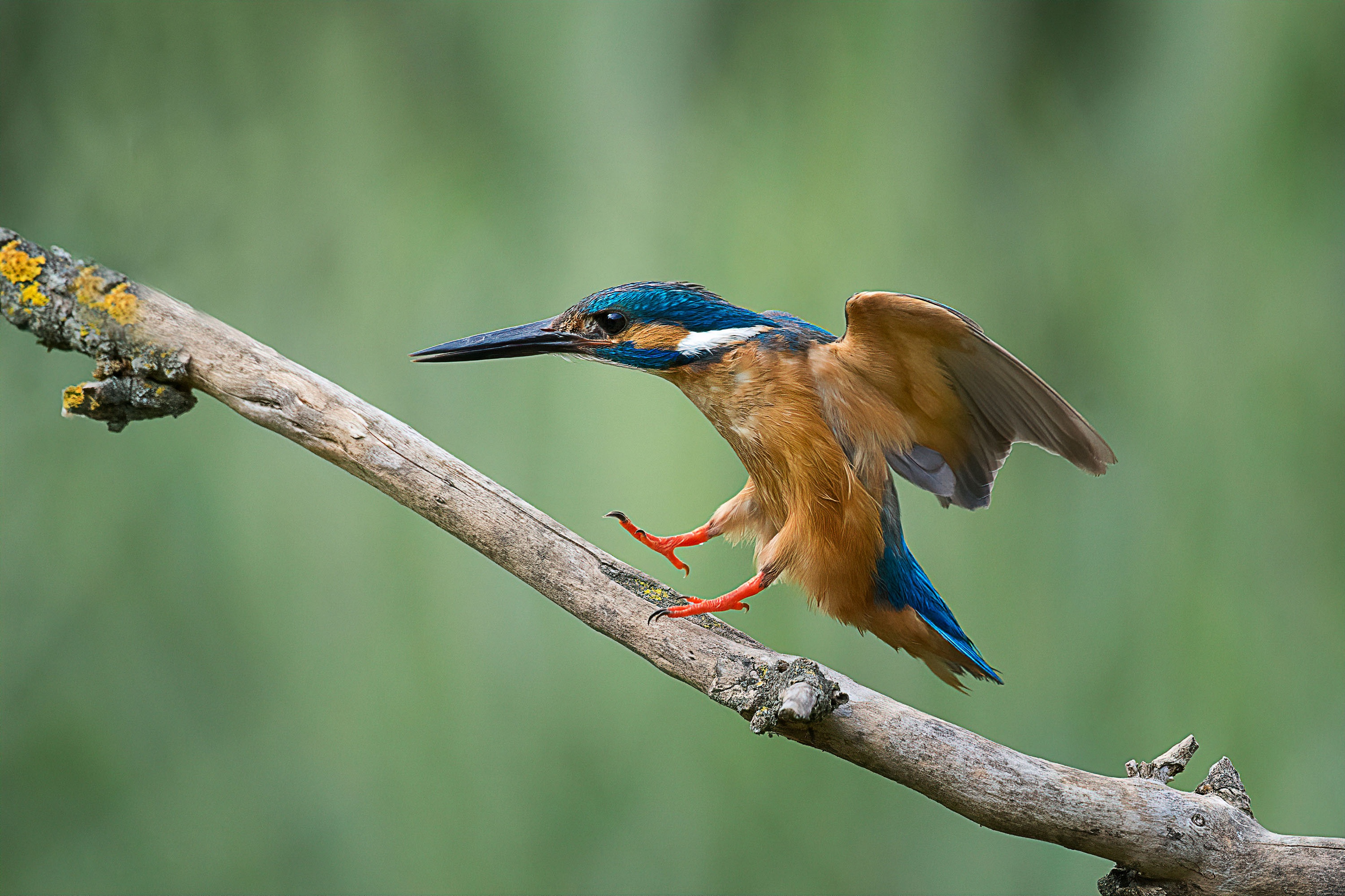 Download Bird Animal Kingfisher HD Wallpaper