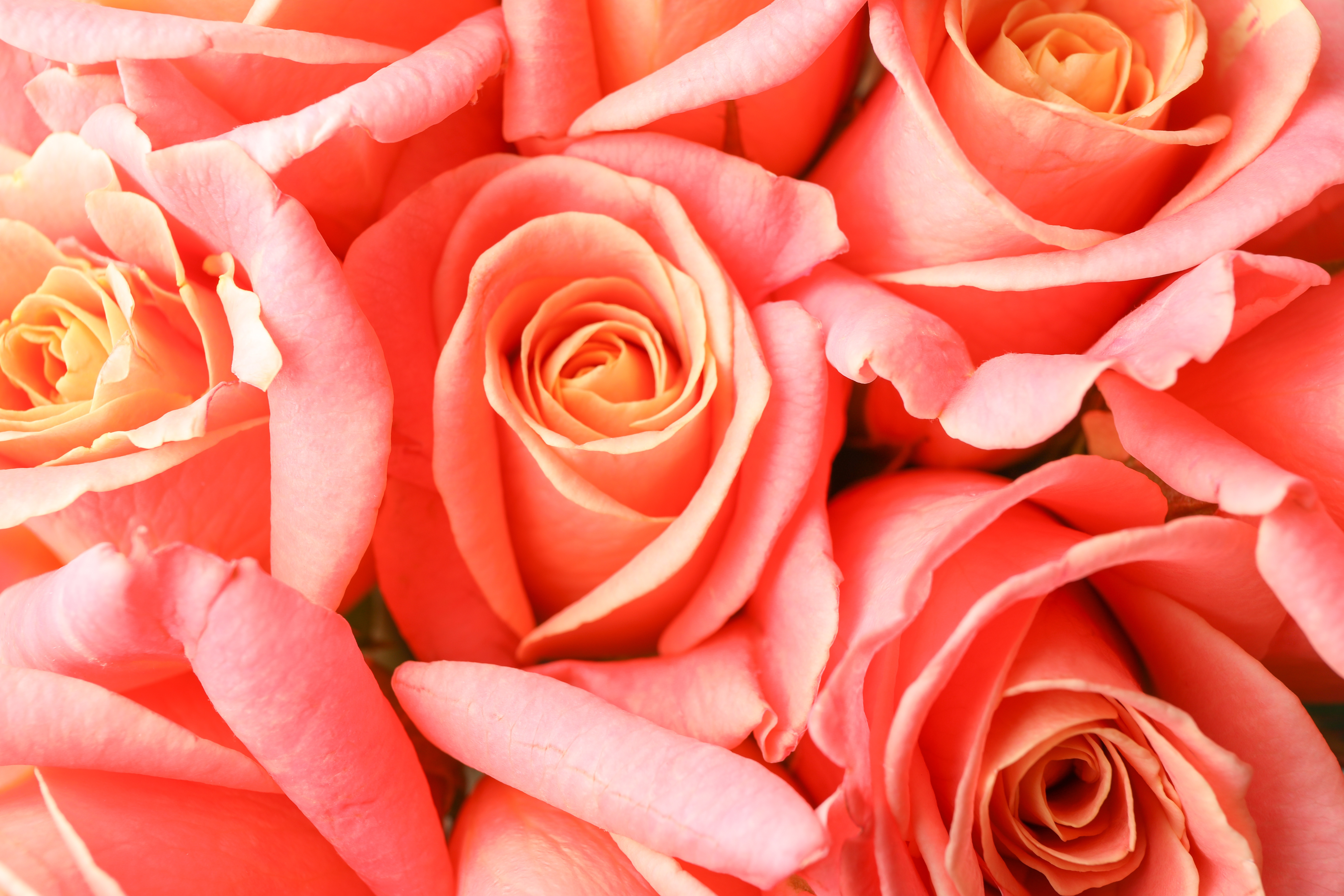 Roses Photos Hd Desktop Wallpapers 4k Hd
