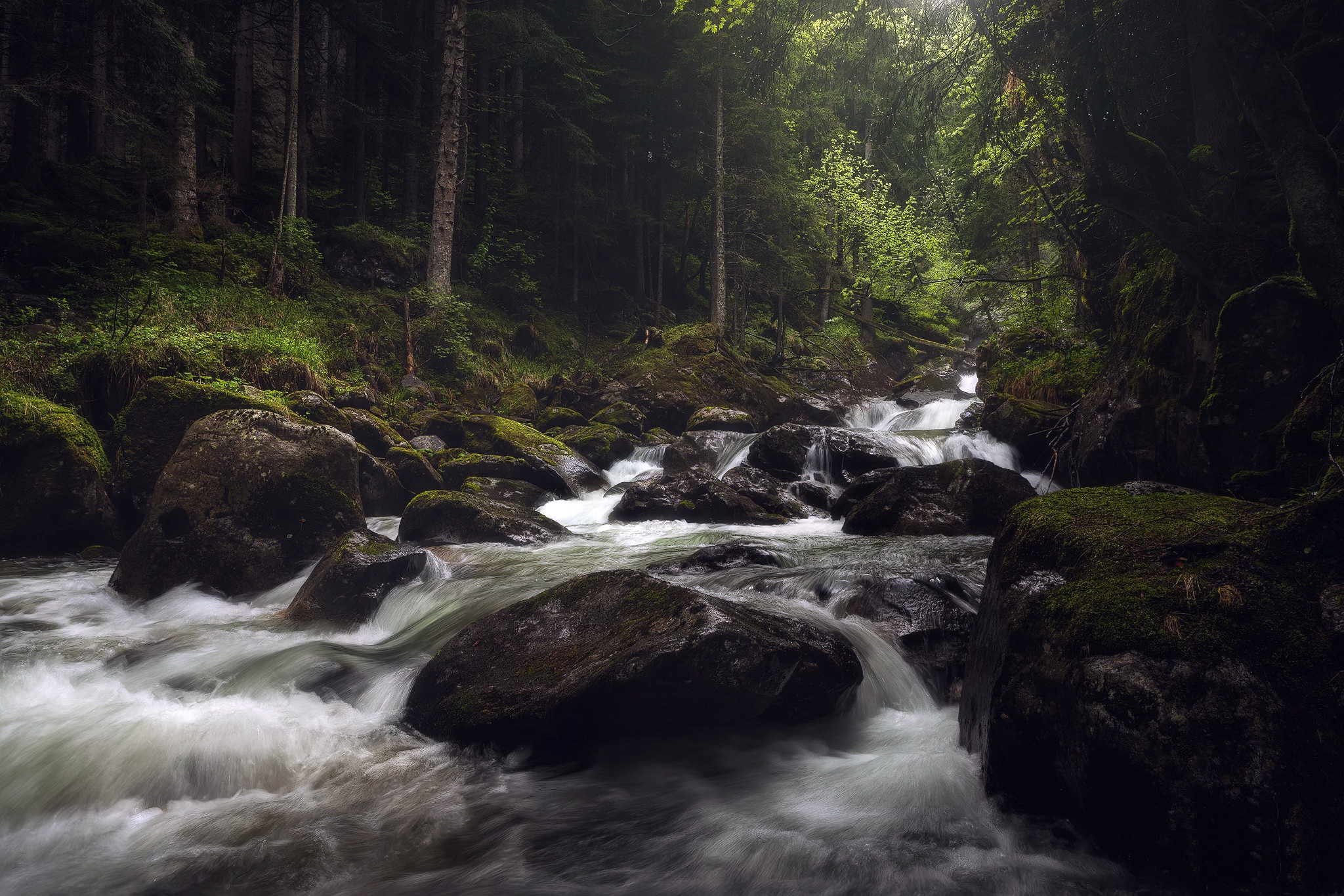 Download Forest Nature Stream HD Wallpaper