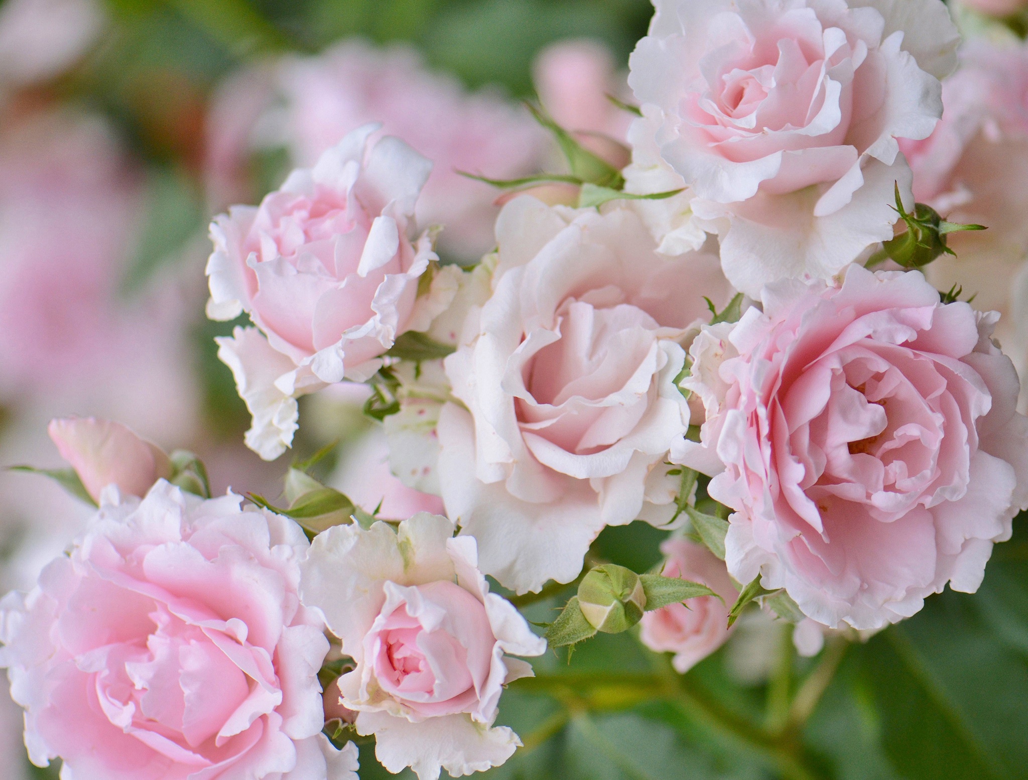 Download Nature Rose HD Wallpaper