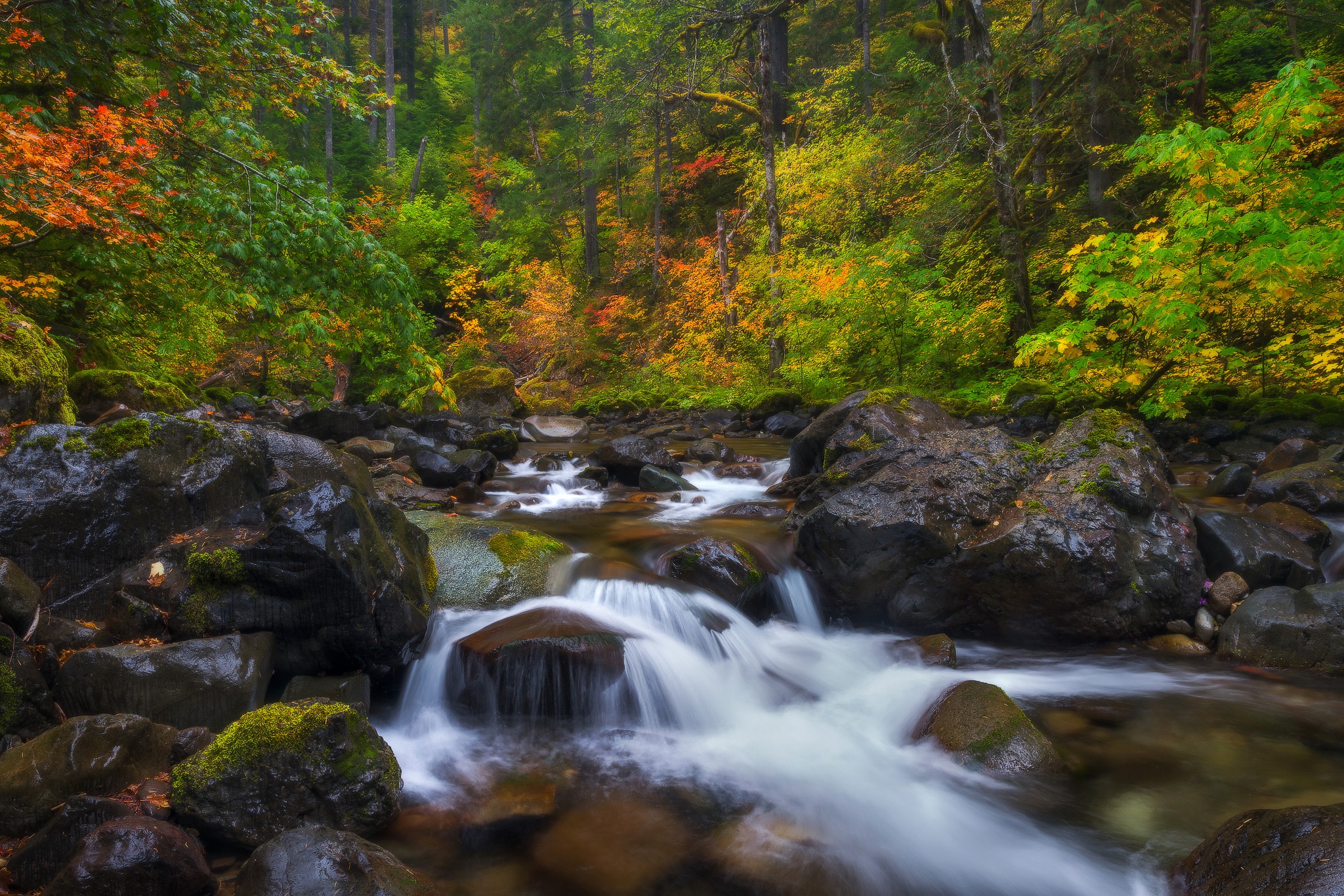 Download Stone Forest Fall Nature Stream HD Wallpaper
