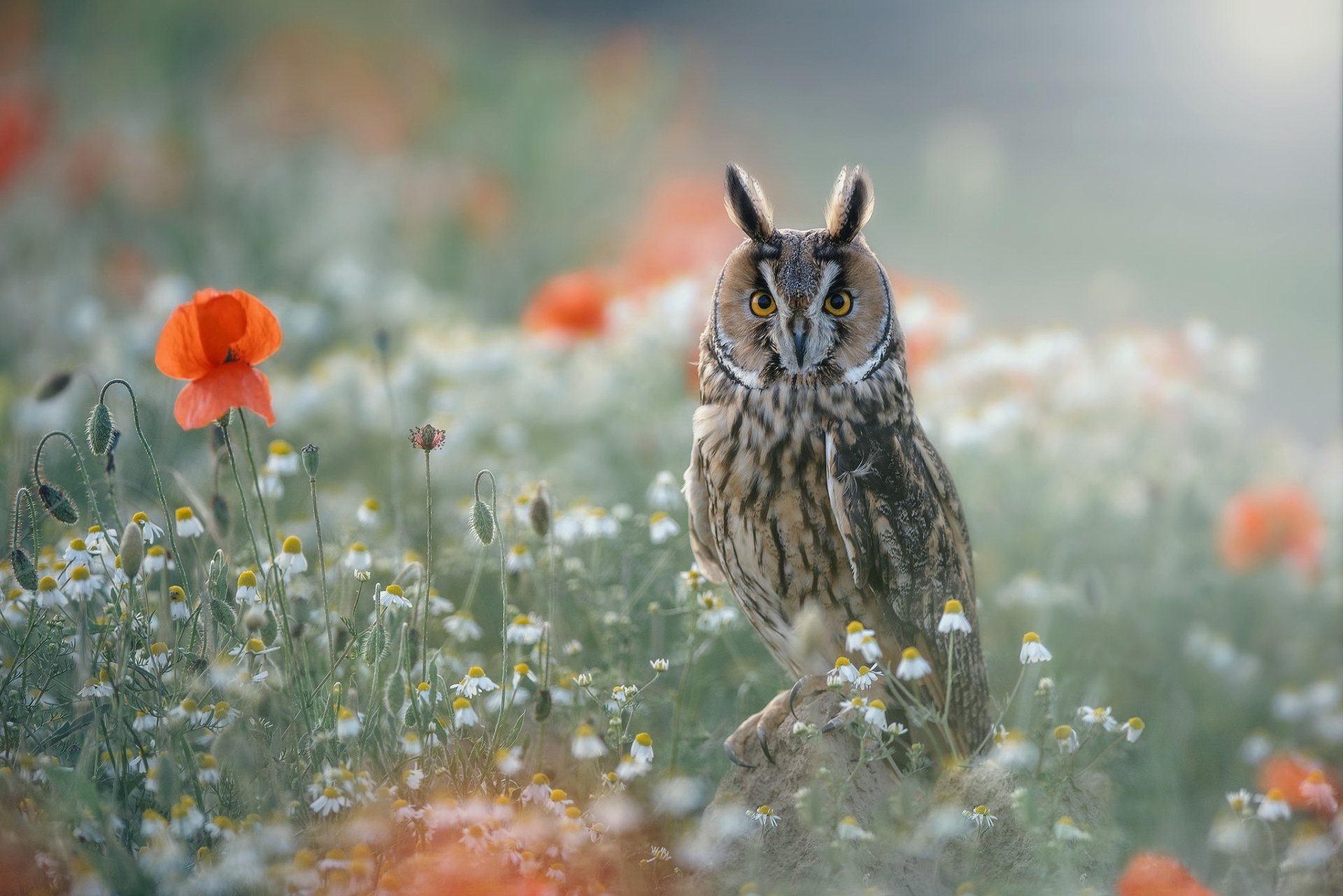 Download Long Eared Owl Flower Bird Animal Owl HD Wallpaper